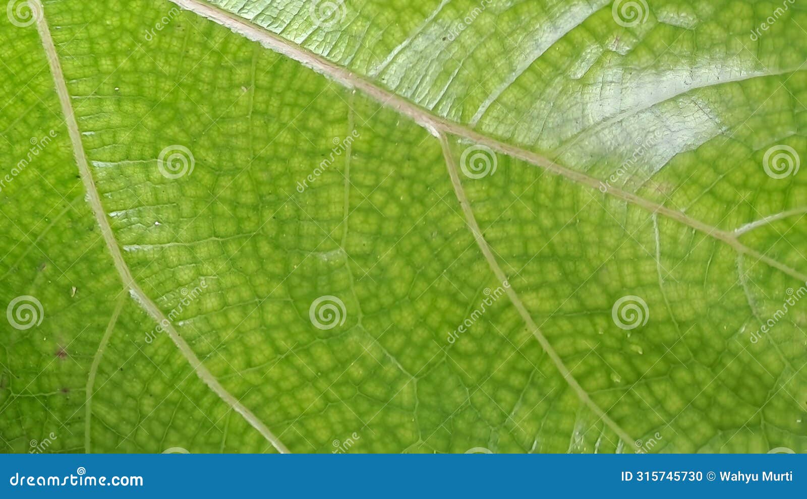 Texture on Green Leaves, Textured Surface of Leaves Stock Photo - Image ...