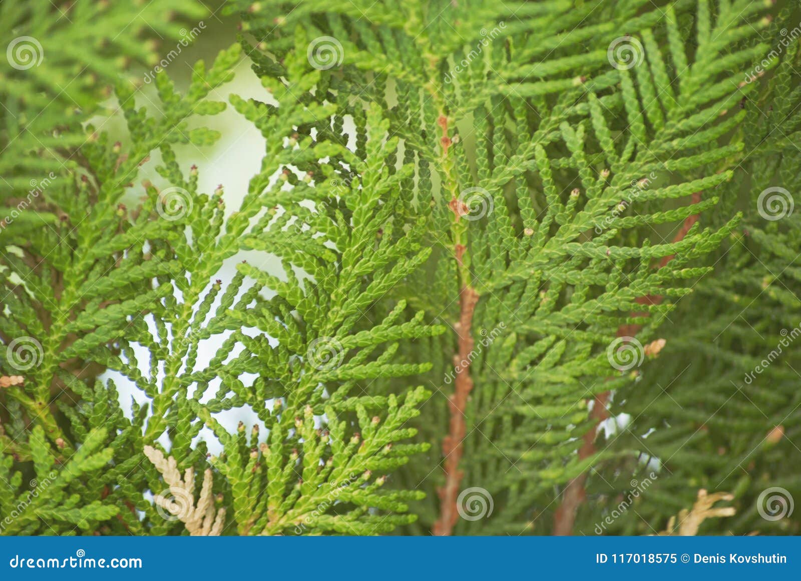 Texture Green Leaves Thuja Orientalis or Pine Tree Branch for ...
