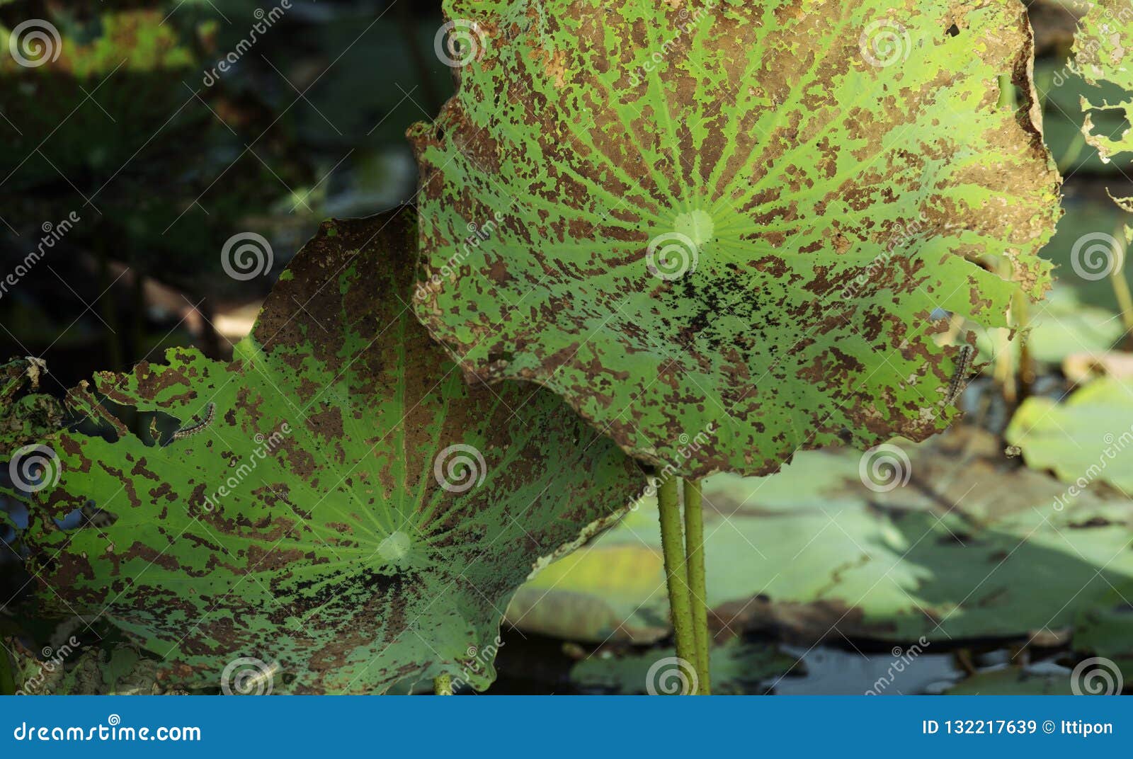 Texture of Green Lotus Leaf Stock Image - Image of blossom, light ...