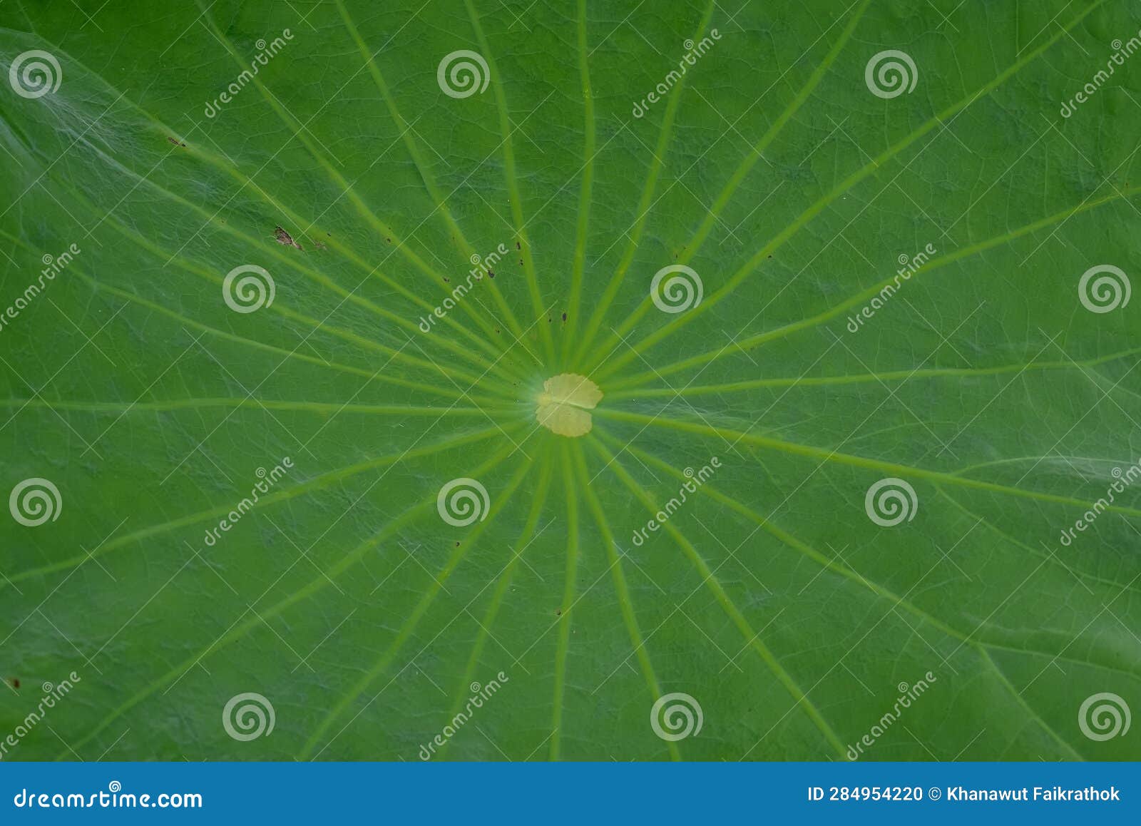Texture of Green Lotus Leaf Stock Photo - Image of leaf, detail: 284954220