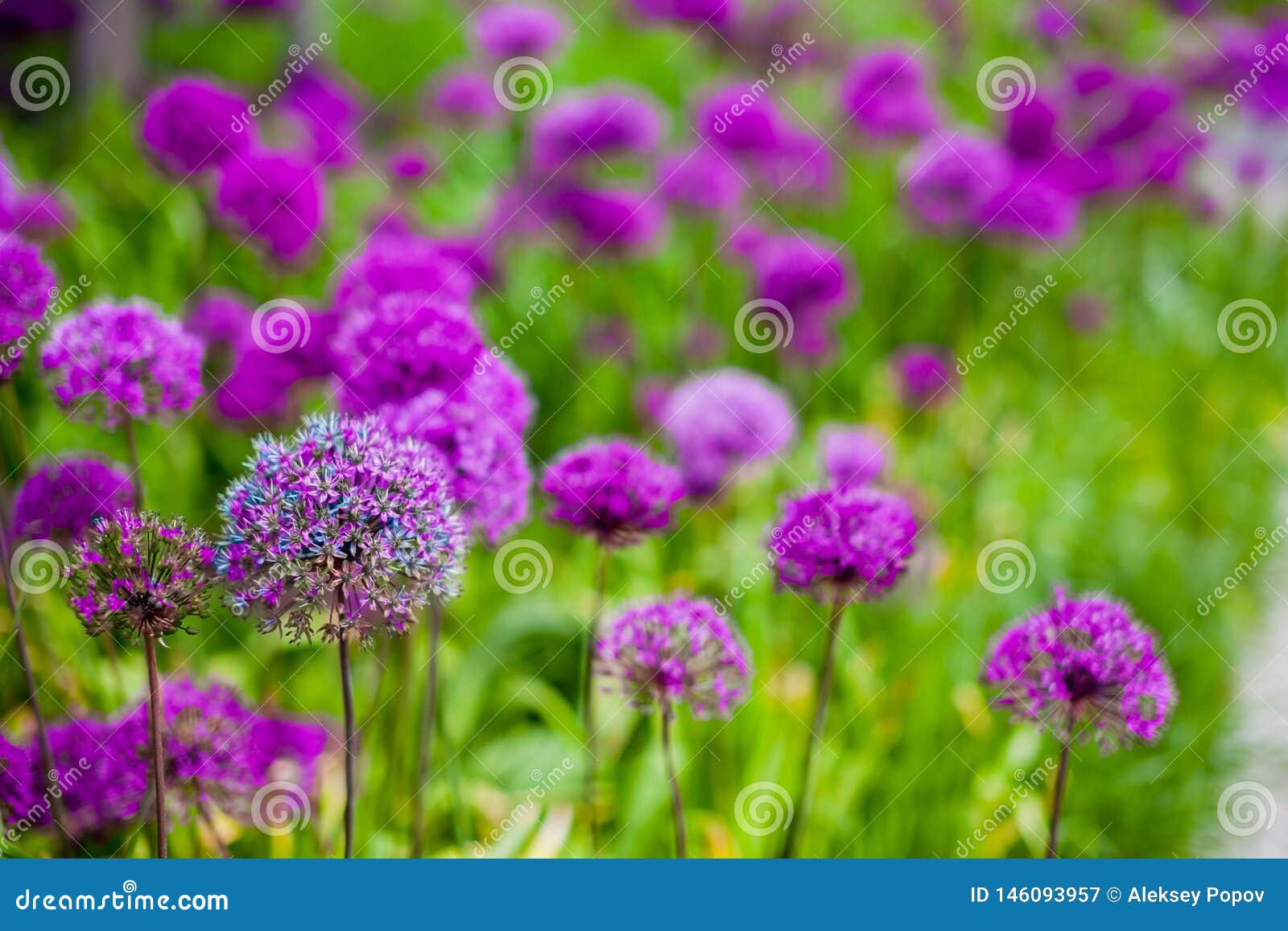 Round Purple Flowers among Green Grass. Stock Image - Image of blossom ...