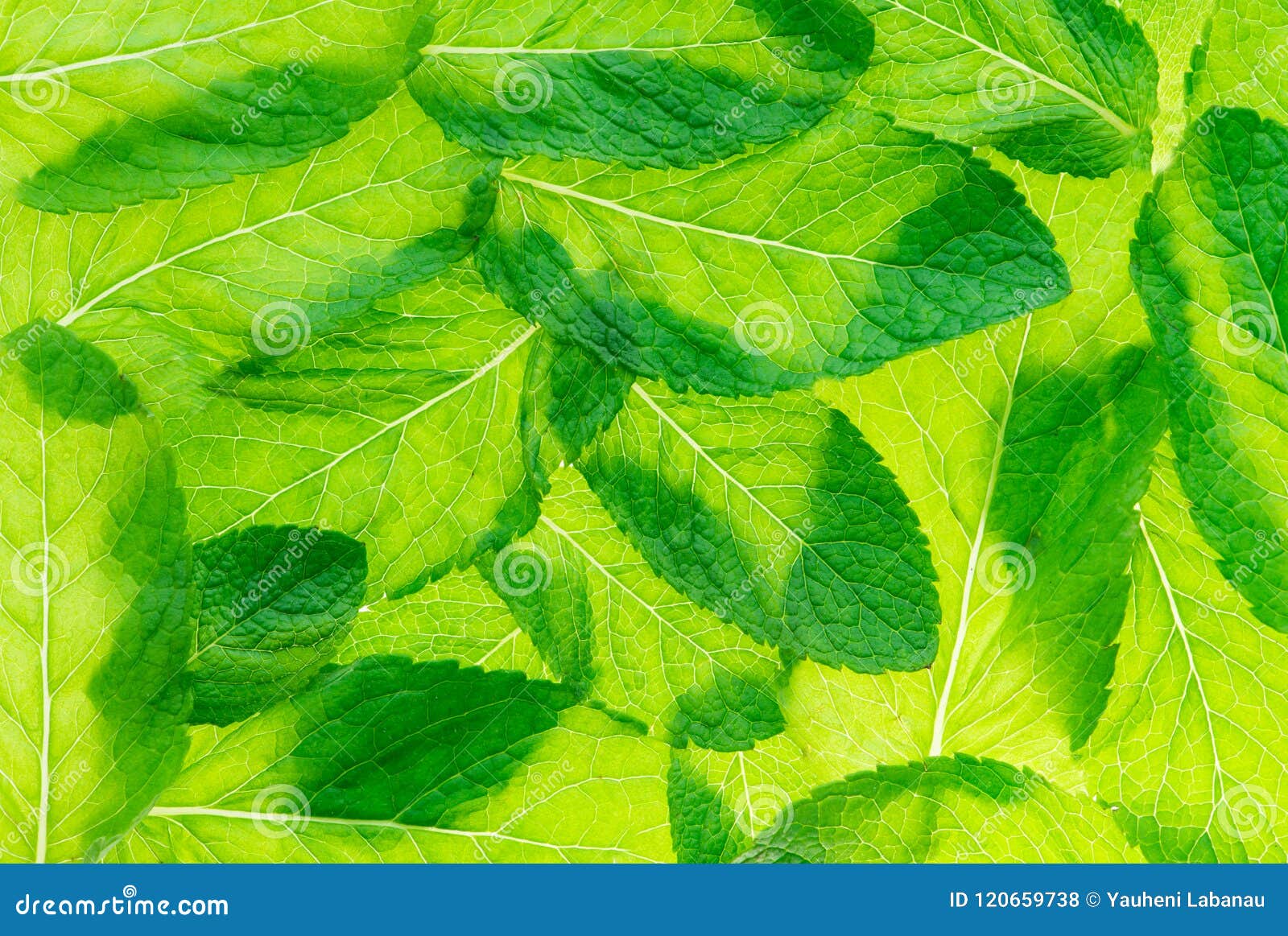 Texture of green mint stock photo. Image of white, foliage - 120659738