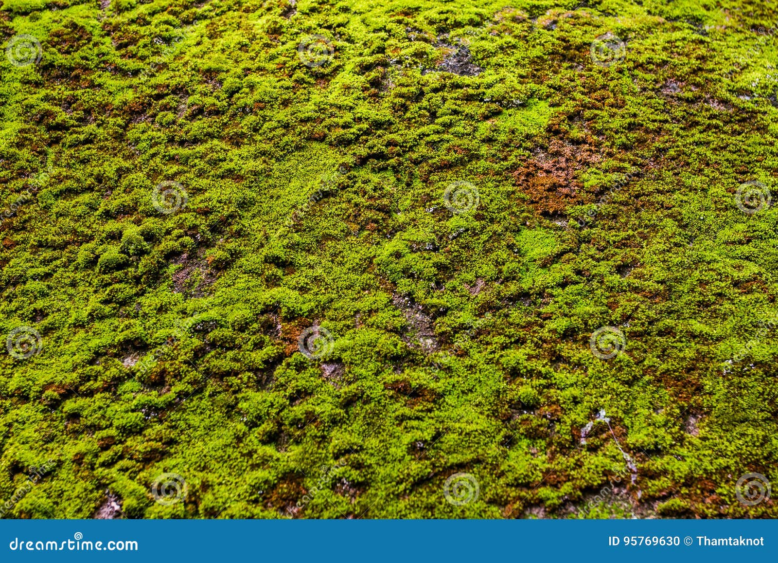 Moss On Concrete Wall Sand And Stone Texture Background Royalty-Free ...