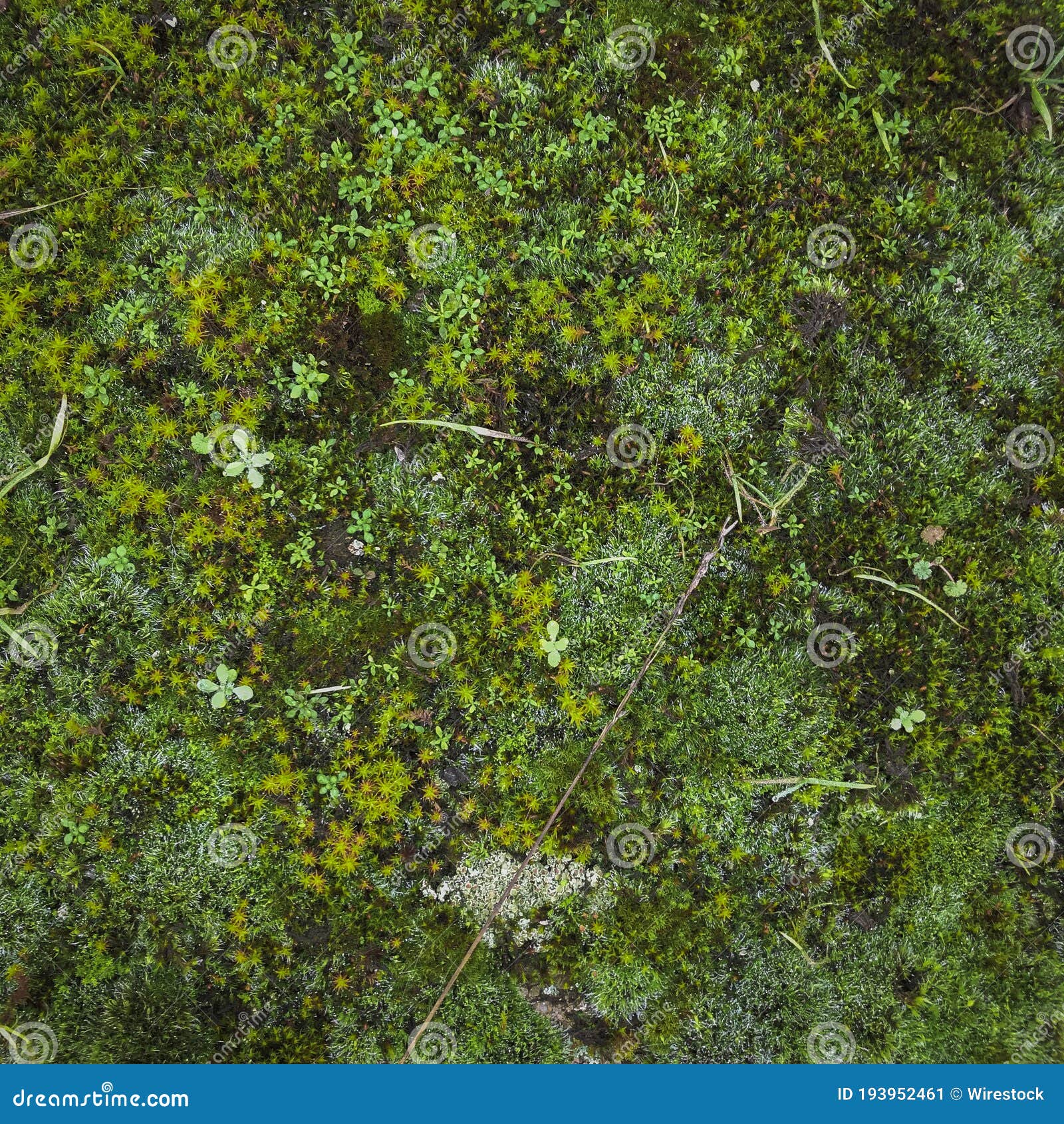Texture of Green Moss on the Ground - Great for Nature Background Stock ...