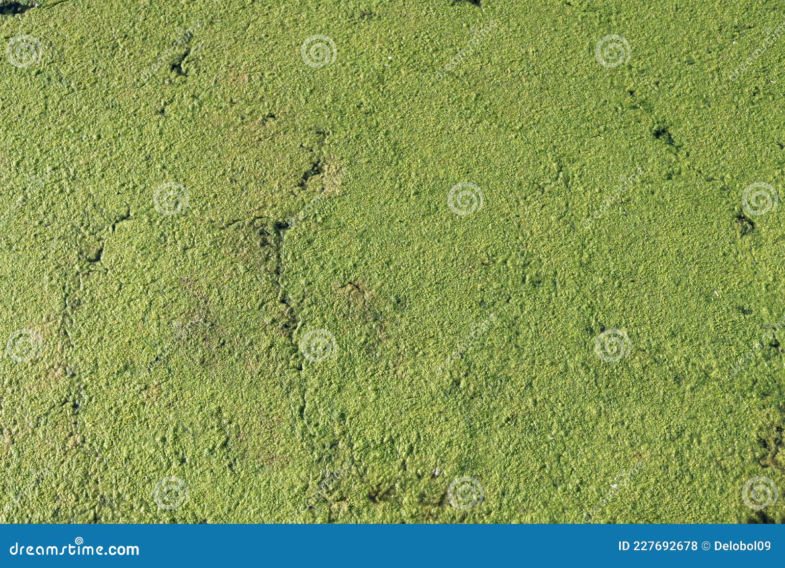The Texture of Green Mud on the Surface of the Swamp, Top View ...