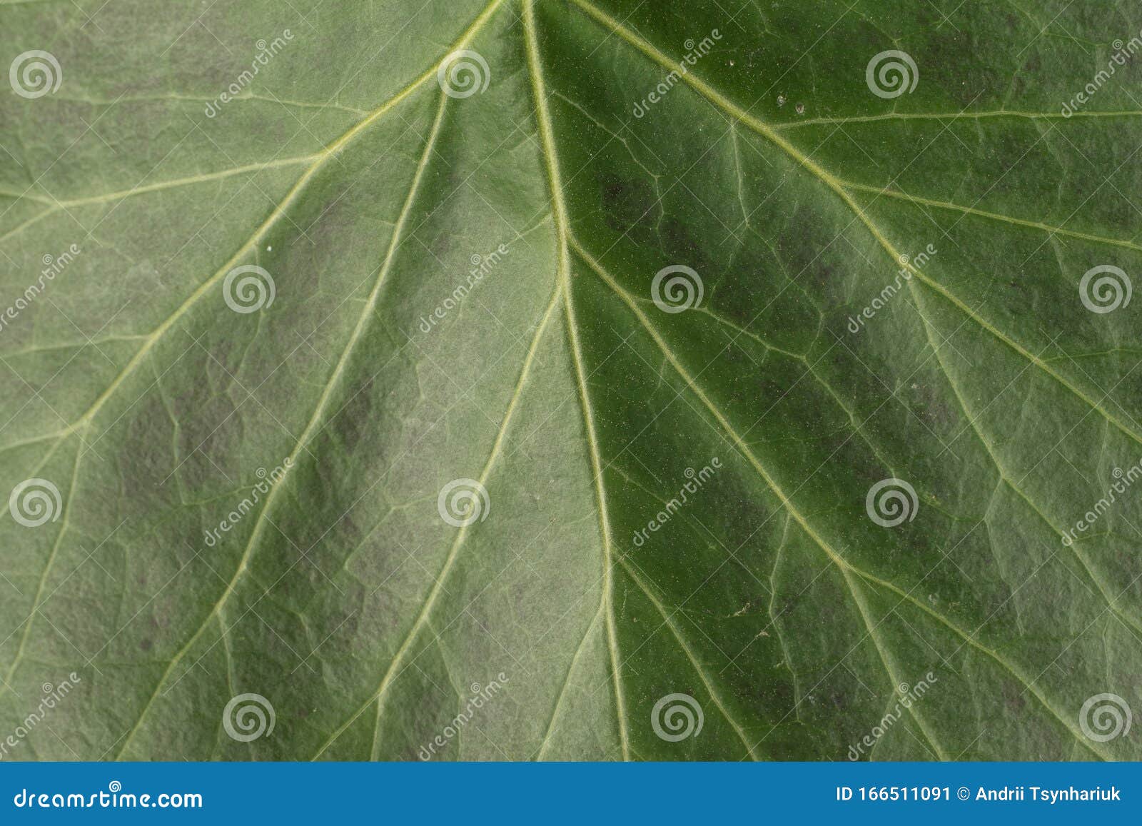 Texture of Green Natural Leaf, Clearly Visible Streaks Stock Image ...