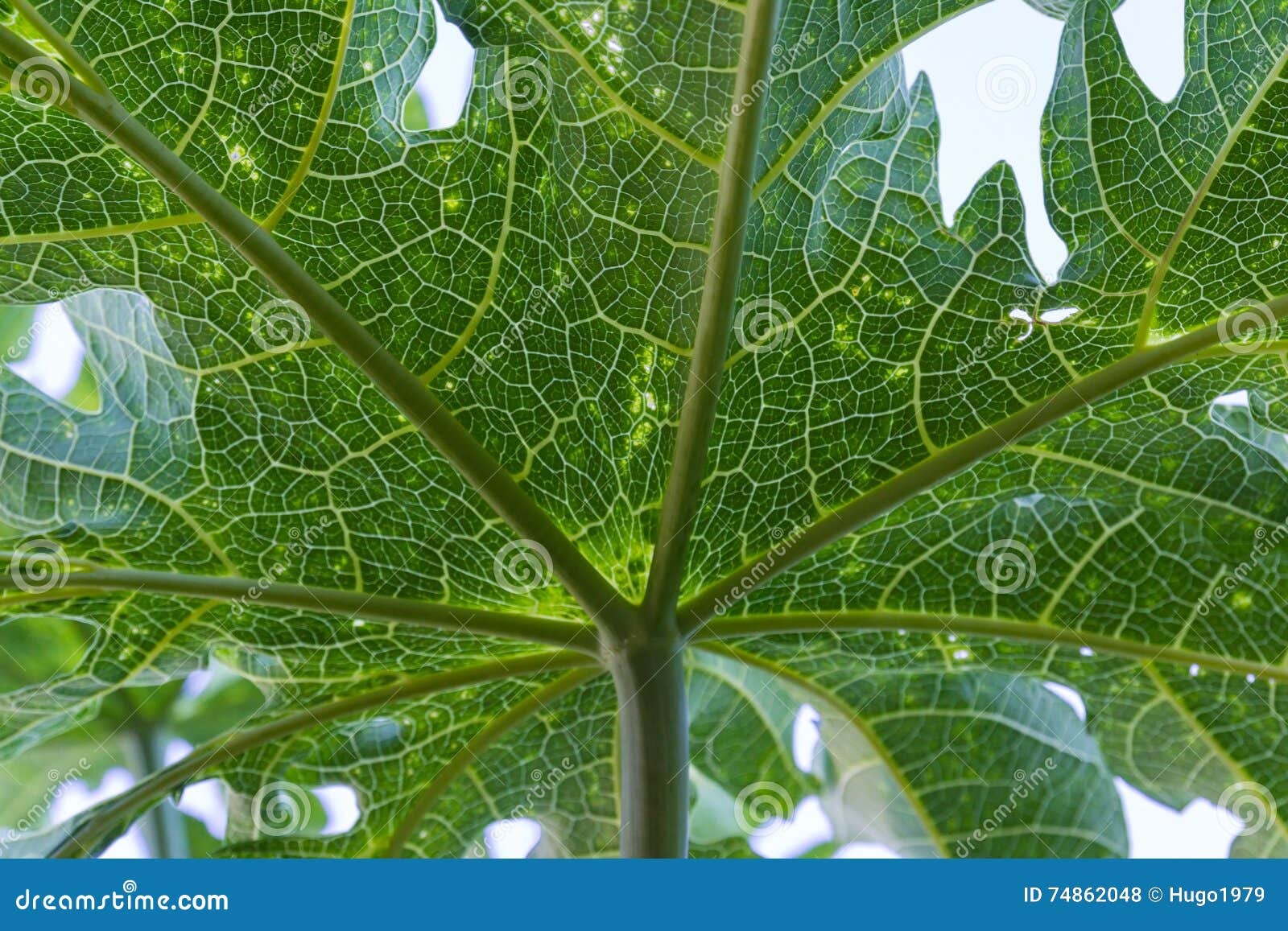 Texture of Green Papaya Leaf Stock Photo - Image of detail, papaya ...