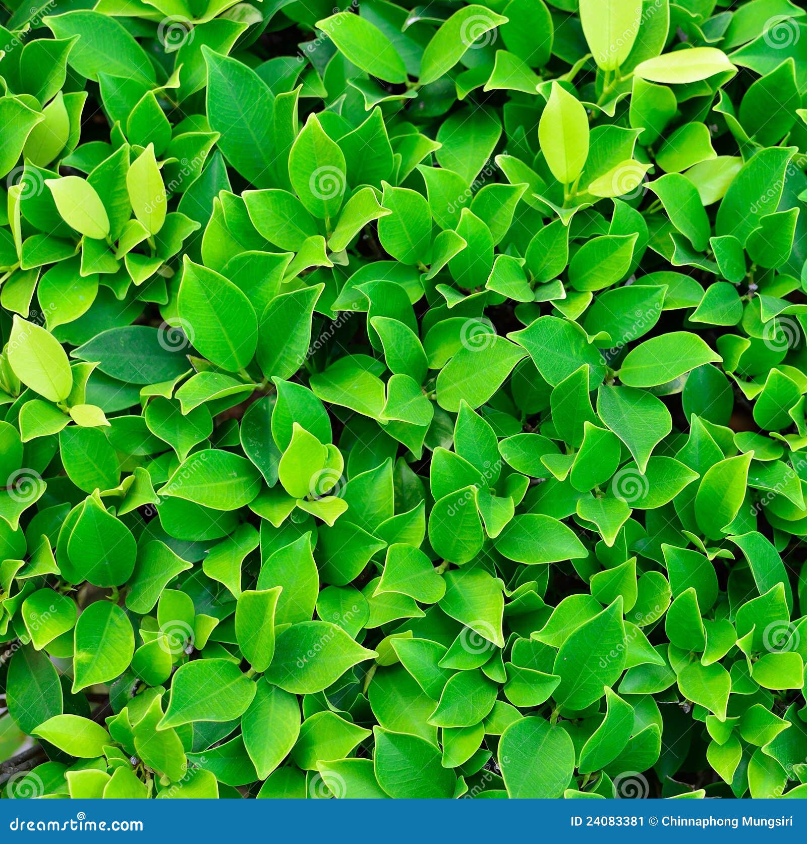 Texture of green plant stock image. Image of floral, four - 24083381