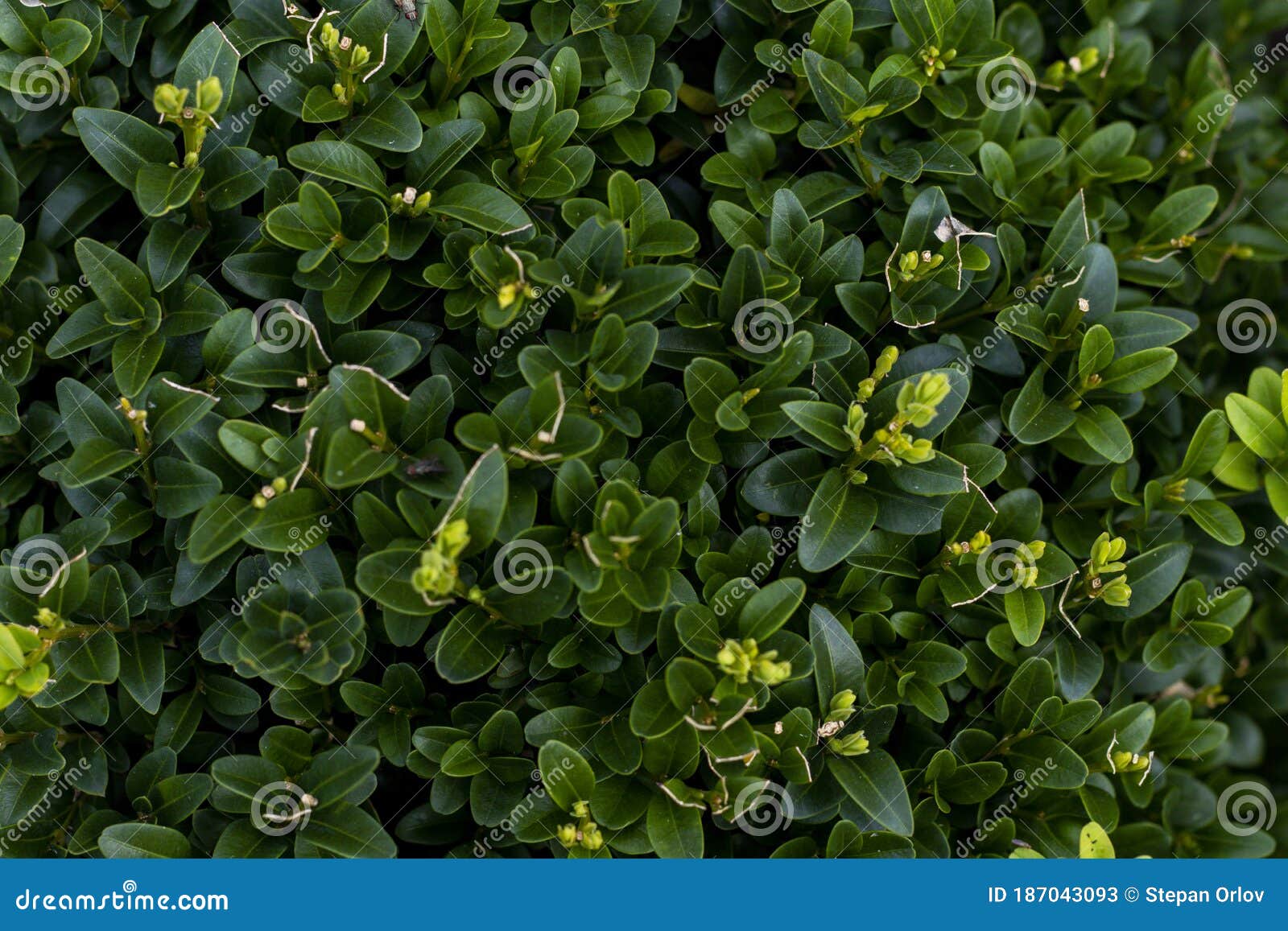 Texture Green Plant Bush Leaves Background Full Frame Stock Image ...