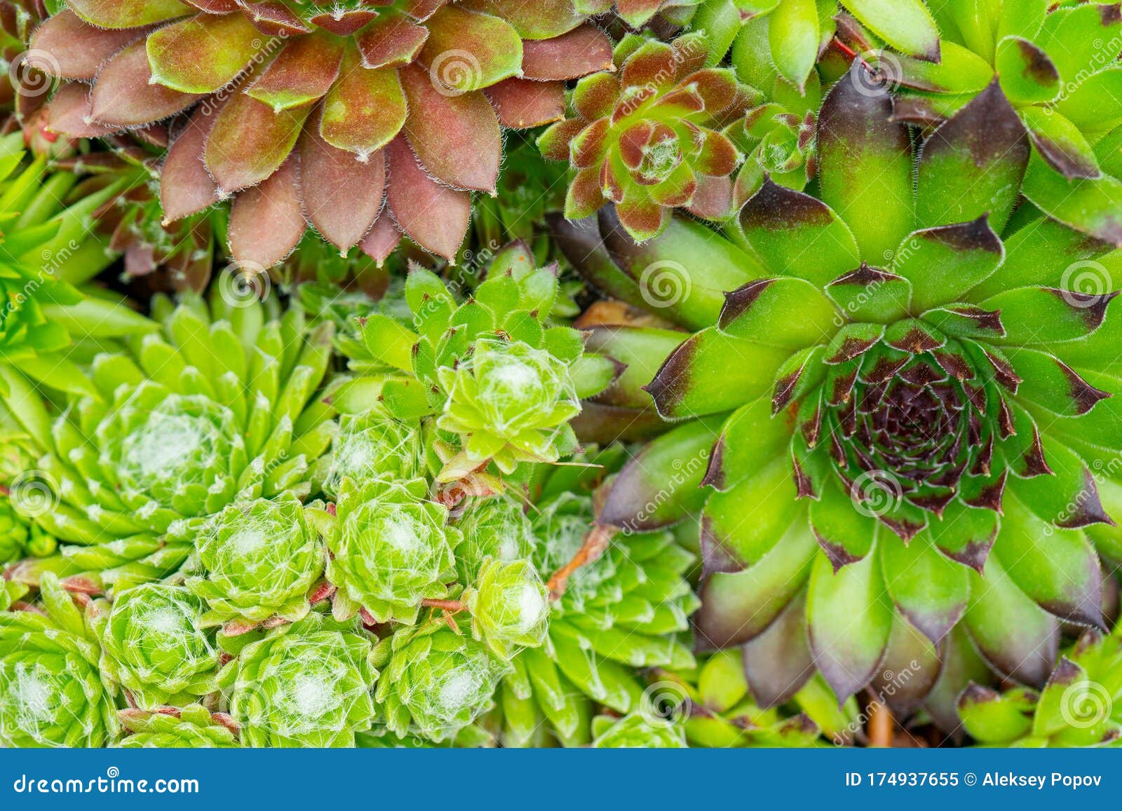 Texture of Green Plants. Solid Surface Top View Stock Image - Image of ...