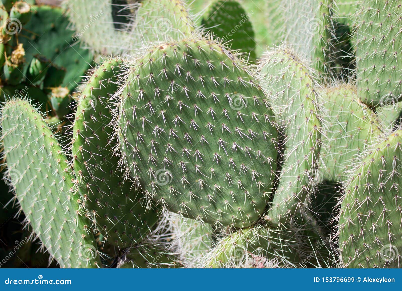 Texture Green Prickly Cacti Closeup, Beautiful Background Stock Image ...