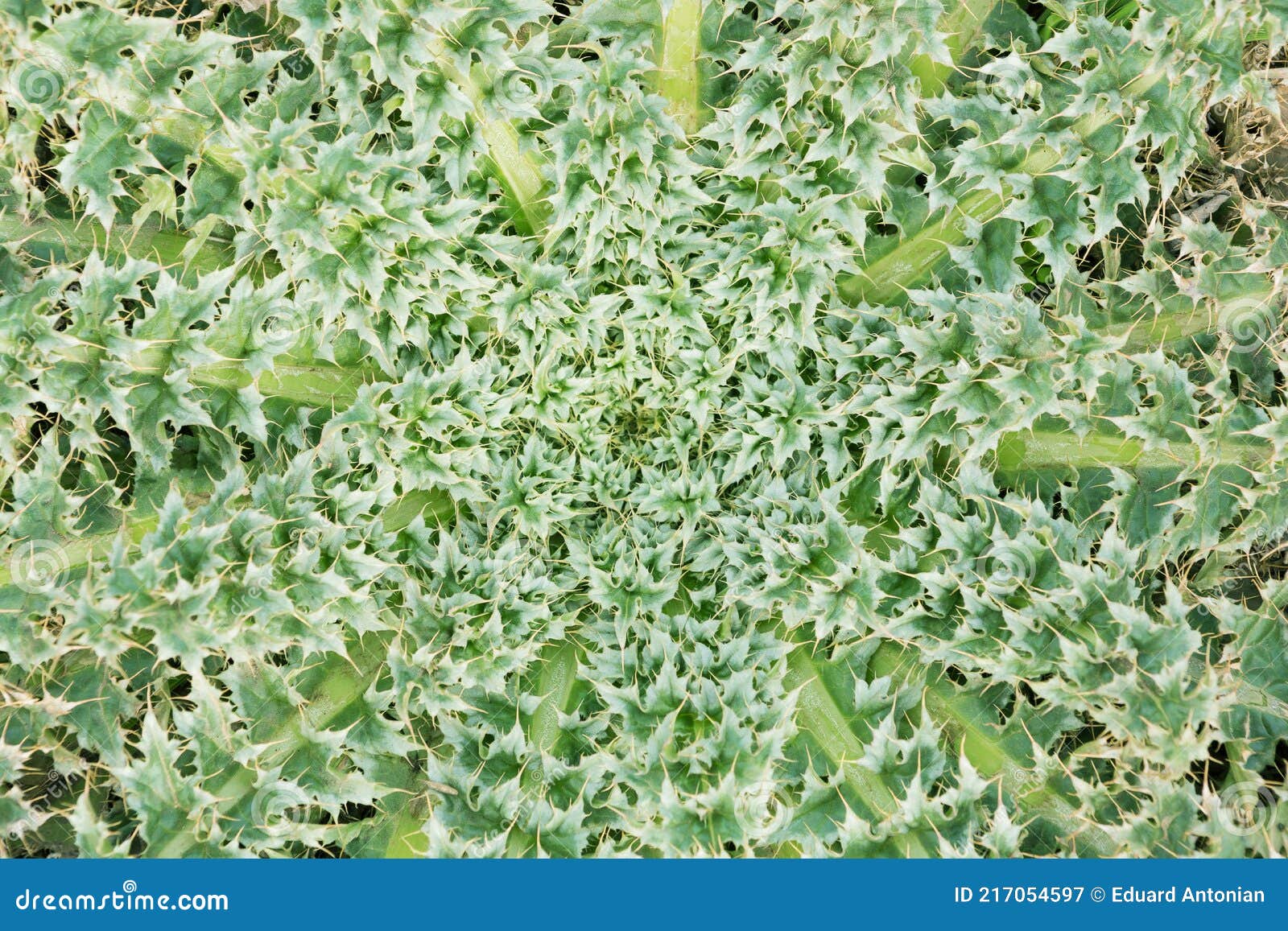 Texture of Green Prickly Weed, Macro Photography Stock Image - Image of ...