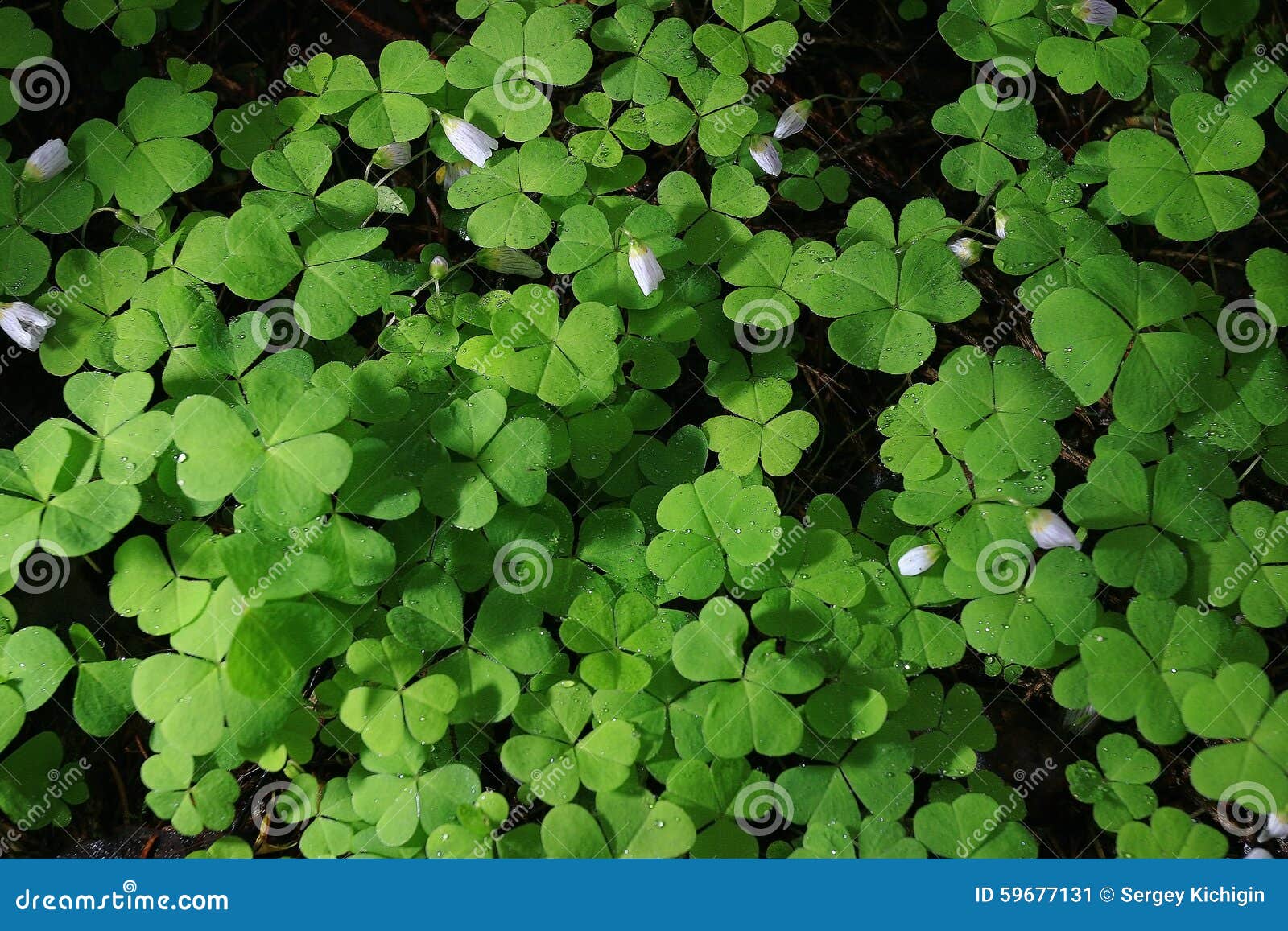 Texture green shamrock stock image. Image of ireland - 59677131