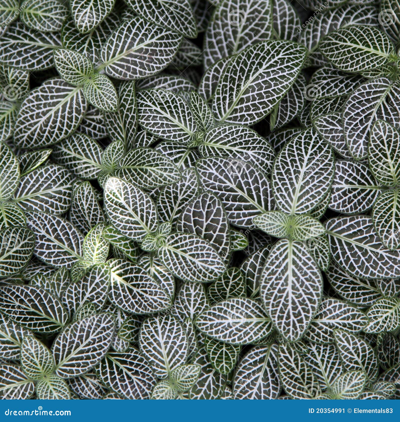 Texture of green sheets stock image. Image of shrub, vegetation - 20354991