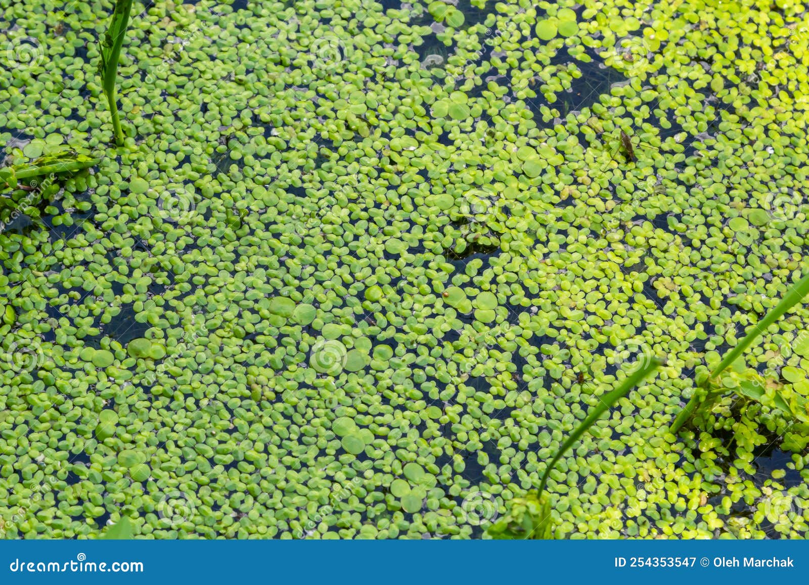 Texture of Green Small Duckweed. Small Green Leaves Float on the ...