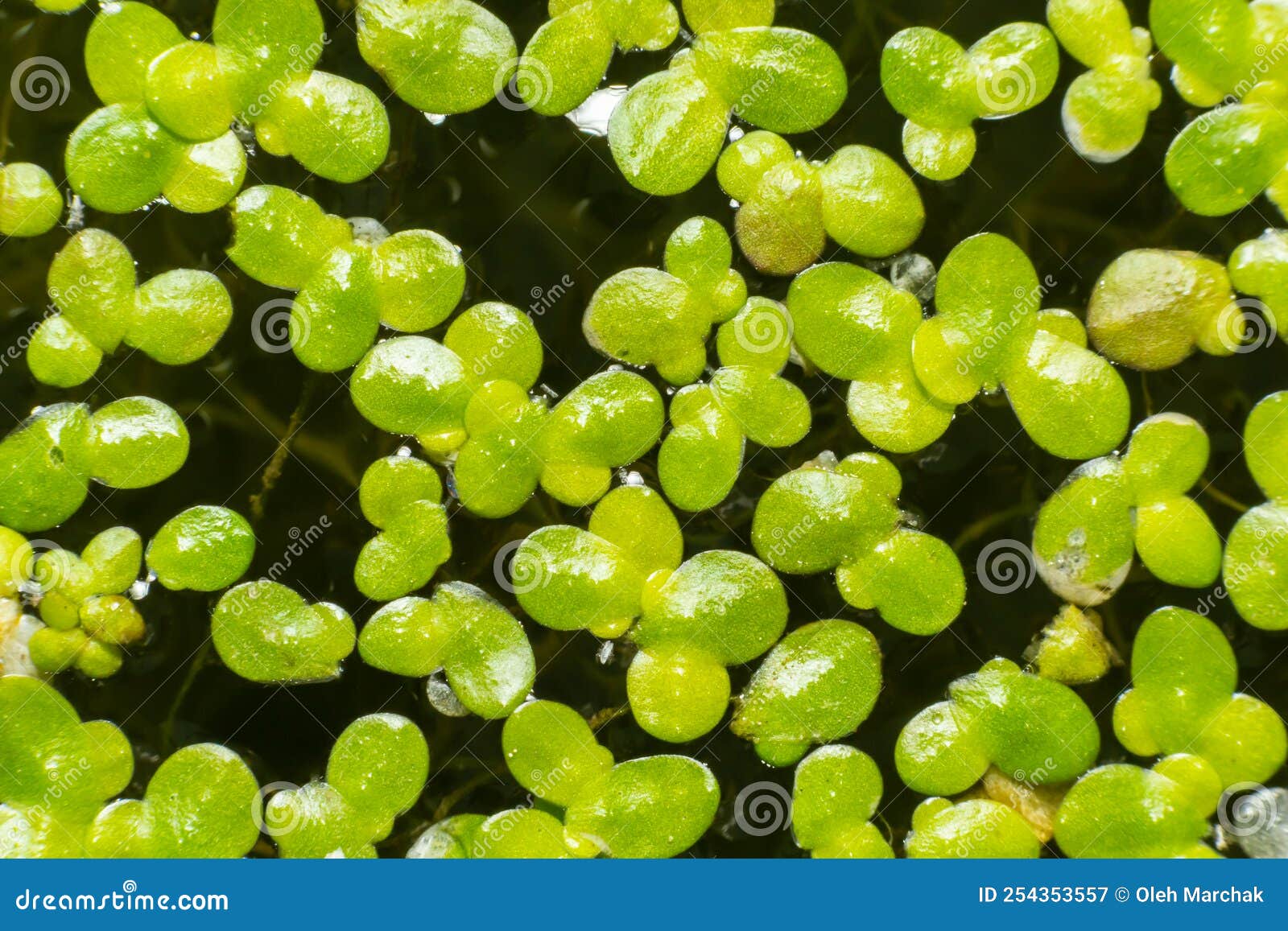Texture of Green Small Duckweed. Small Green Leaves Float on the ...