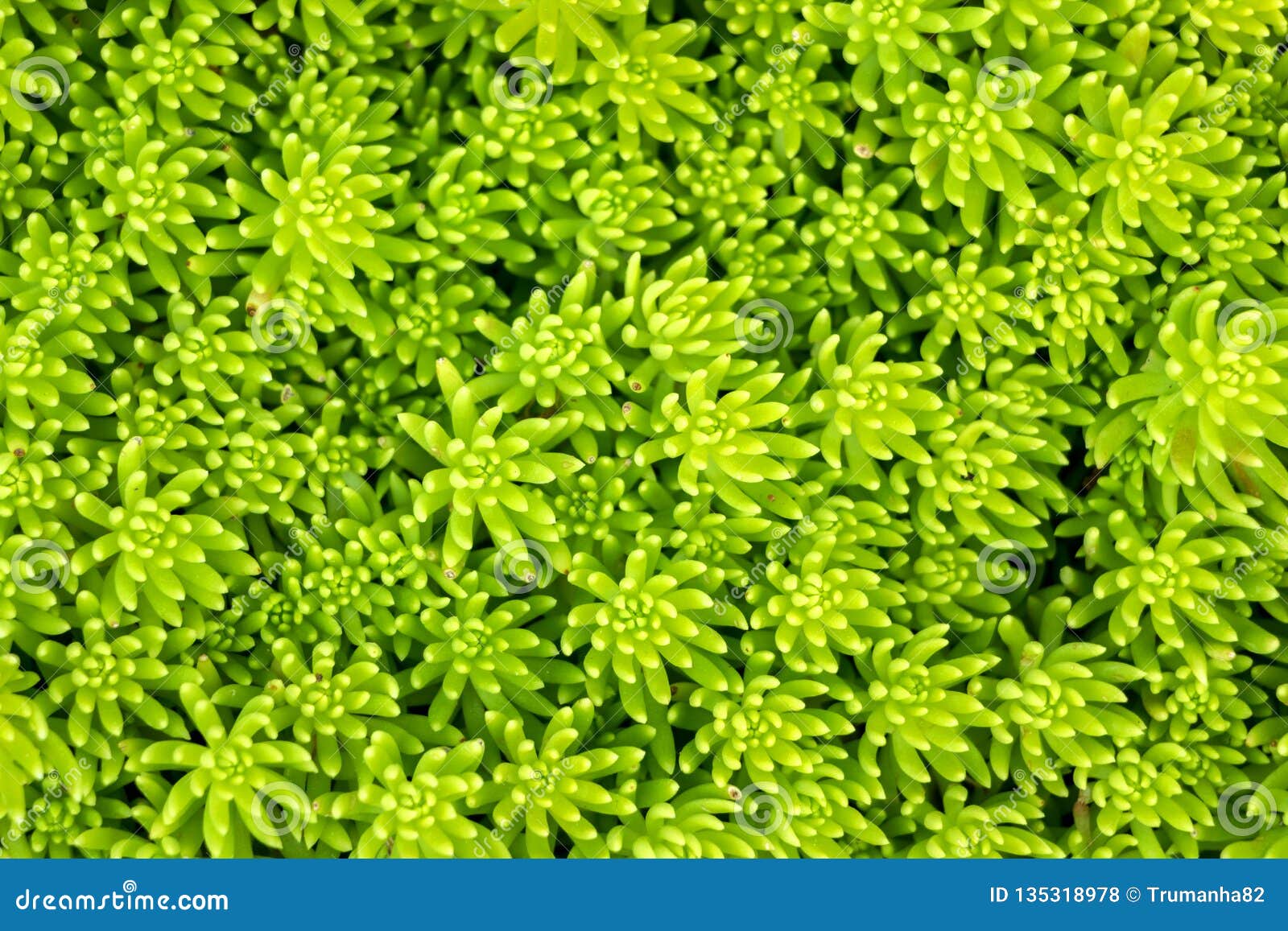 Texture of Green Succulent Plants Stock Photo - Image of desert, buds ...