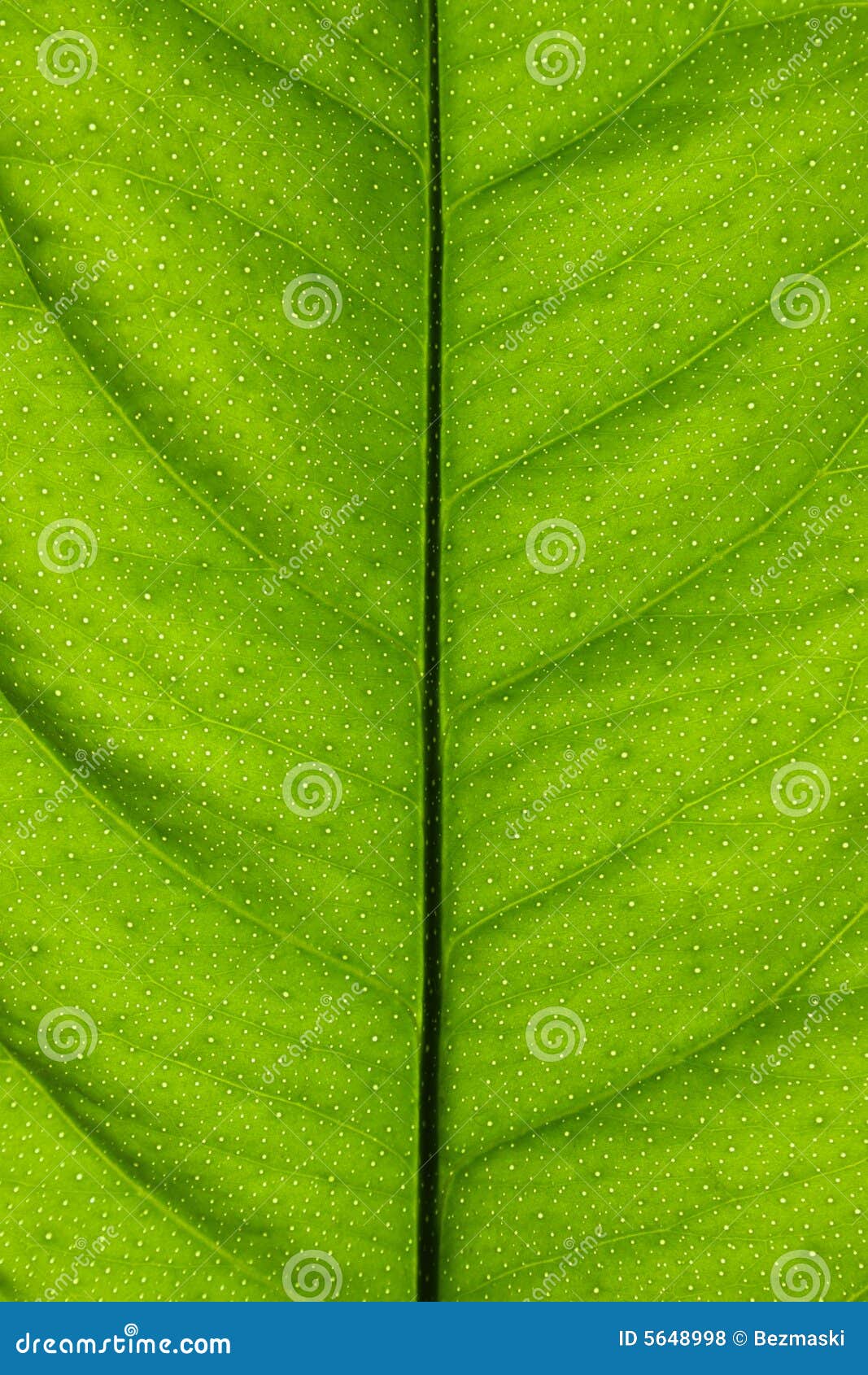 Texture of Green Sunny Leaf Stock Photo - Image of sunlight, bright ...