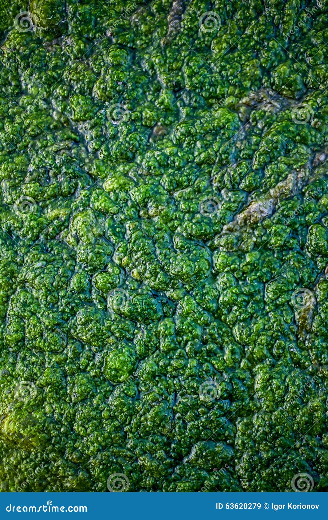 Texture of Green Swamp Closeup Stock Image - Image of frog, pond: 63620279