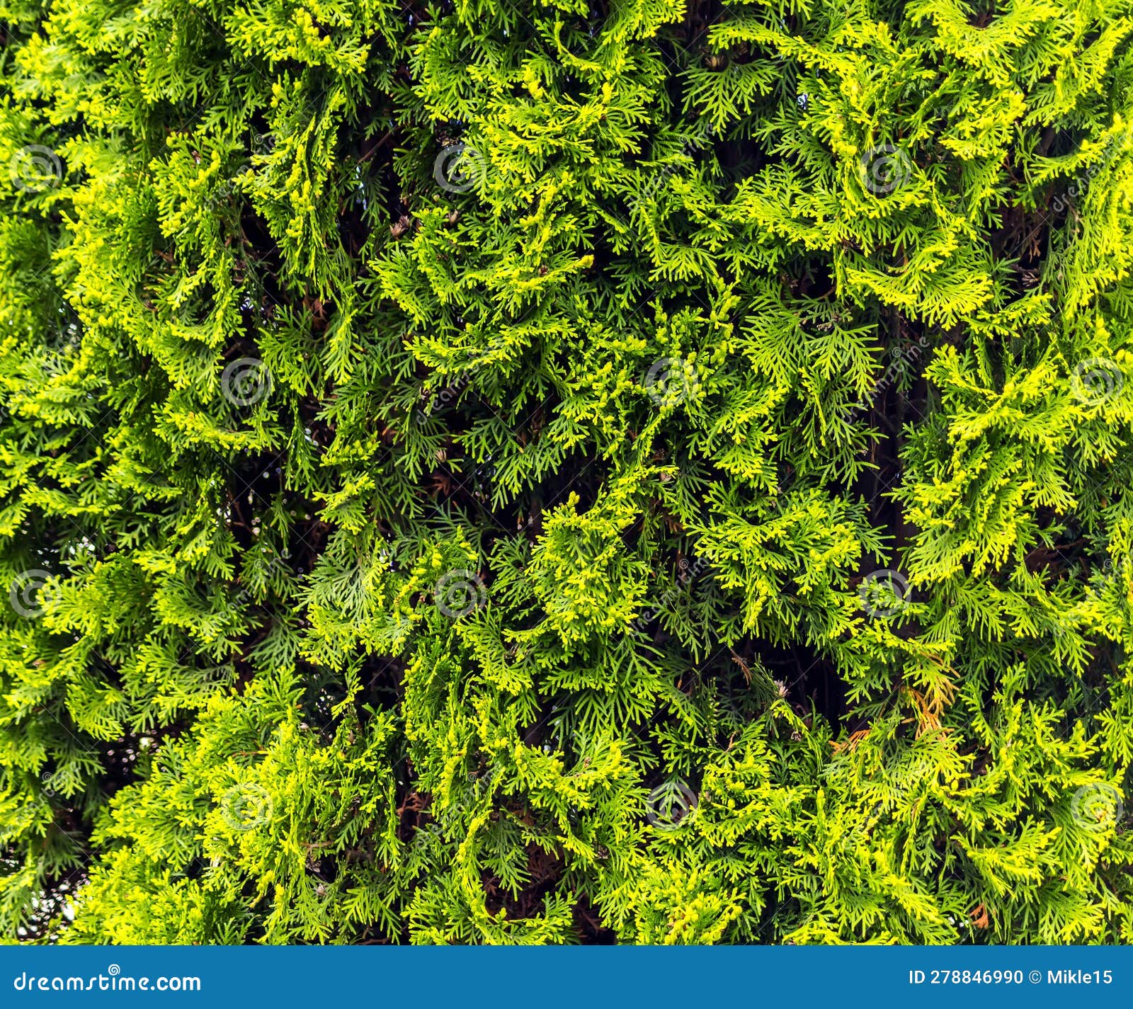 Texture green thuja stock photo. Image of background - 278846990