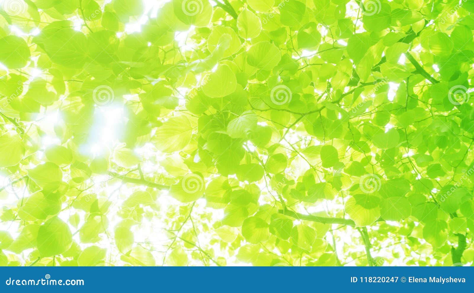 Texture of Green Tree Leaves. Stock Image - Image of design, background ...