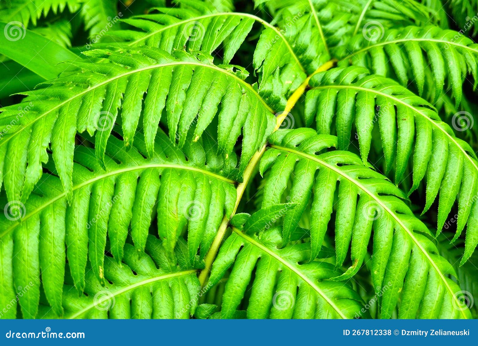 Texture of Green Tropical Plants. the Backdrop of a Tropical Garden or ...