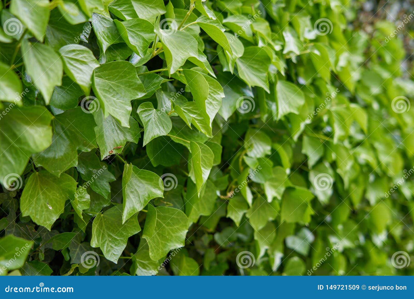 Texture of Green Vine Leaf. Vine Leaf Texture Background Stock Image ...