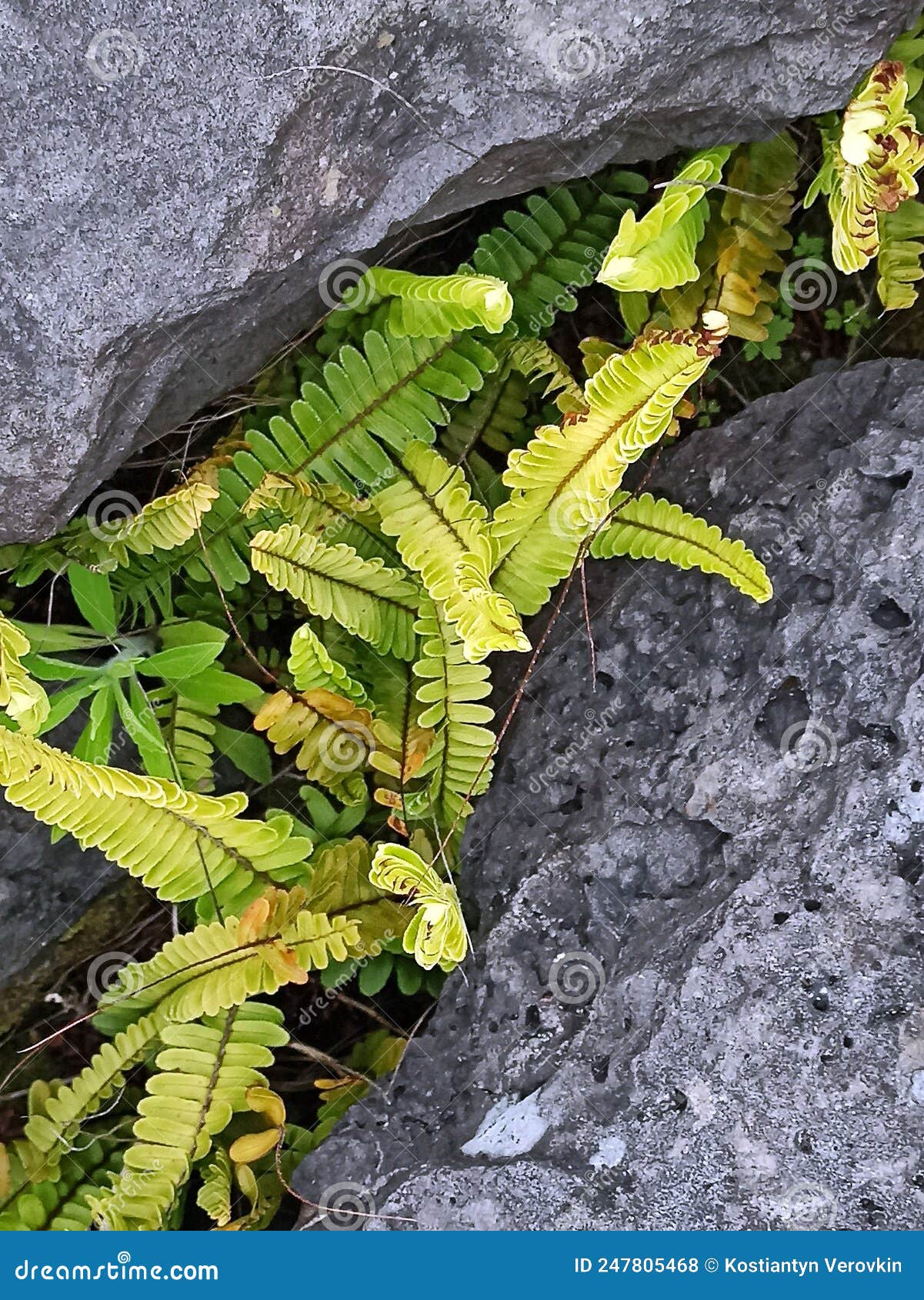 The Texture of Greenery and Different Flowers Stock Photo - Image of ...