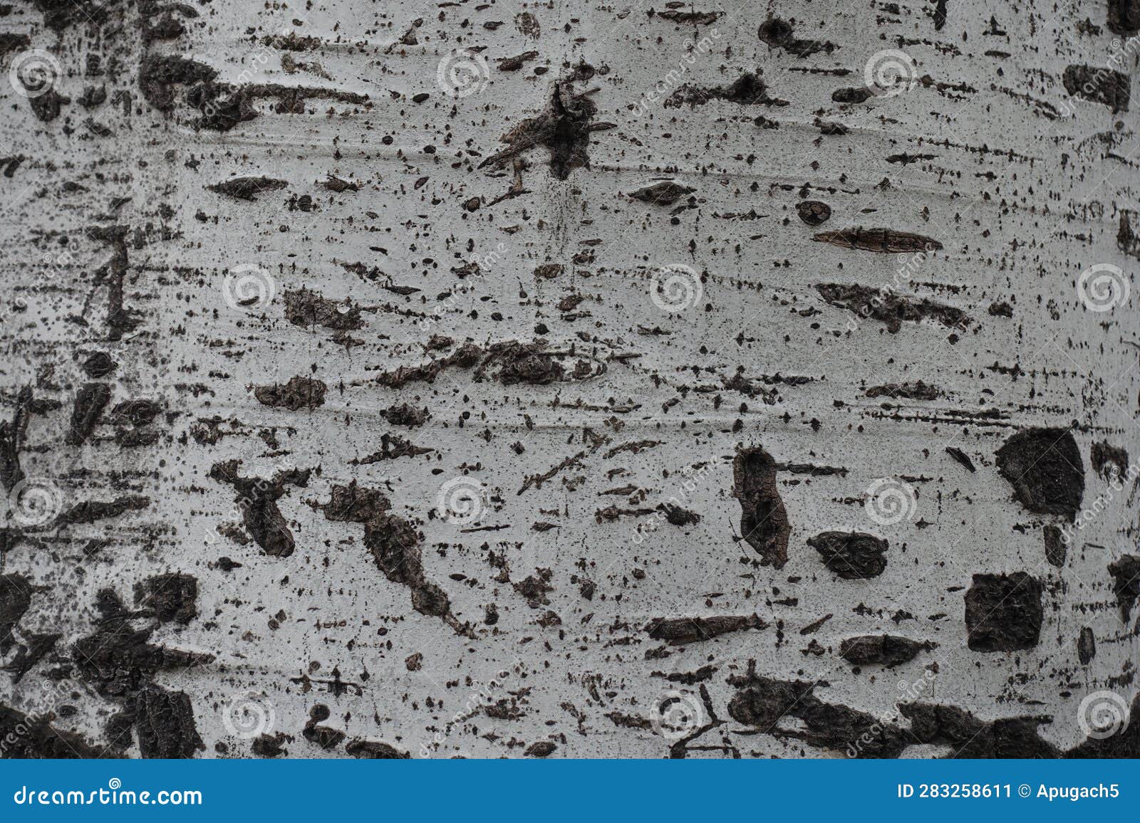 Texture of Grey Bark of Silver Poplar Stock Image - Image of populus ...