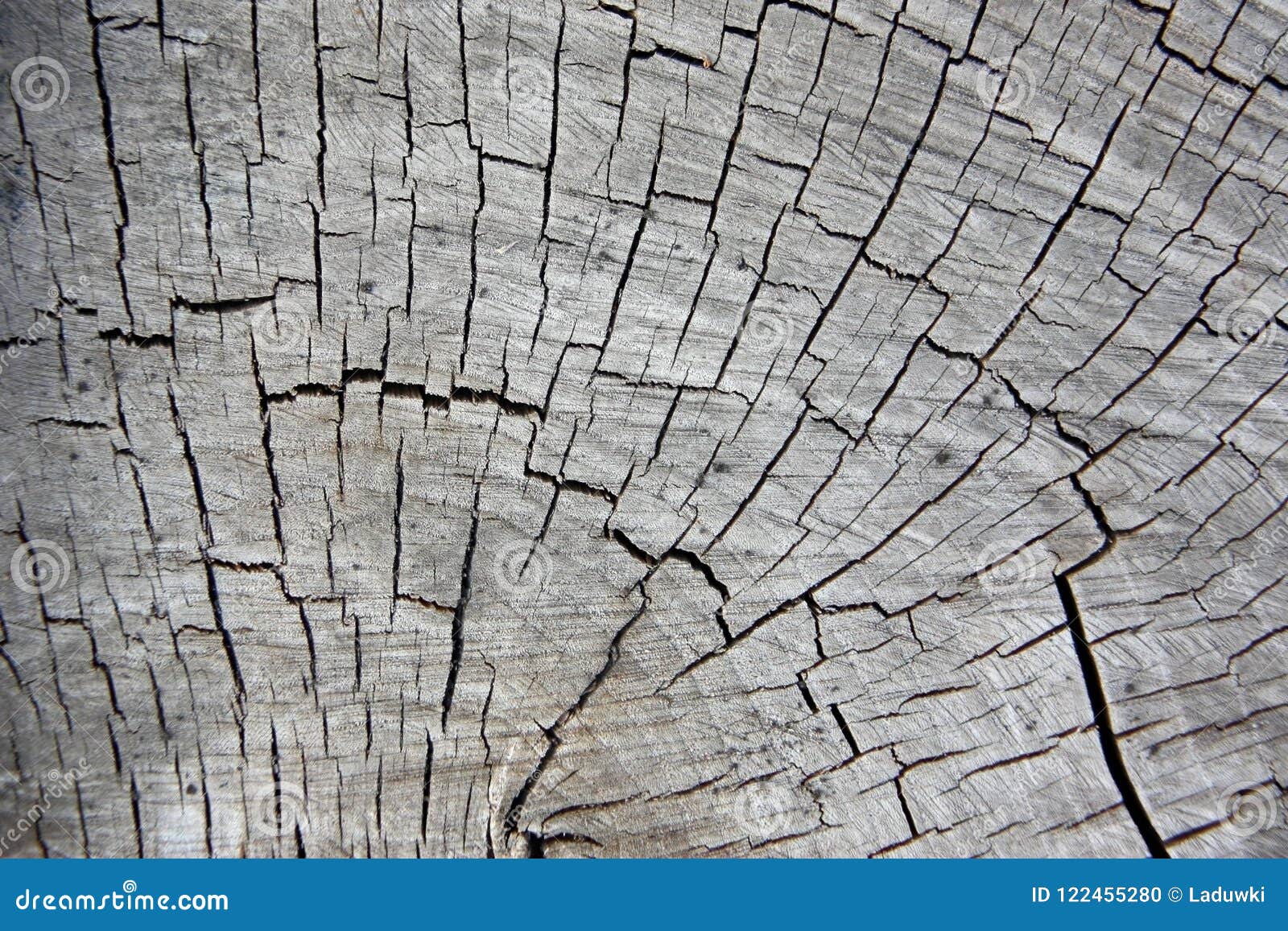 Texture of grey cuted wood stock photo. Image of dirty - 122455280