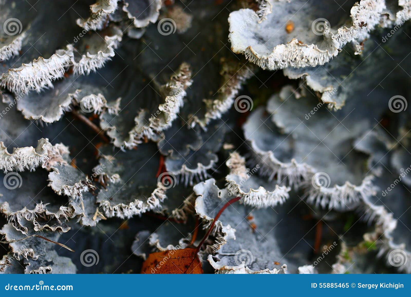 Texture grey moss stock image. Image of green, grunge - 55885465