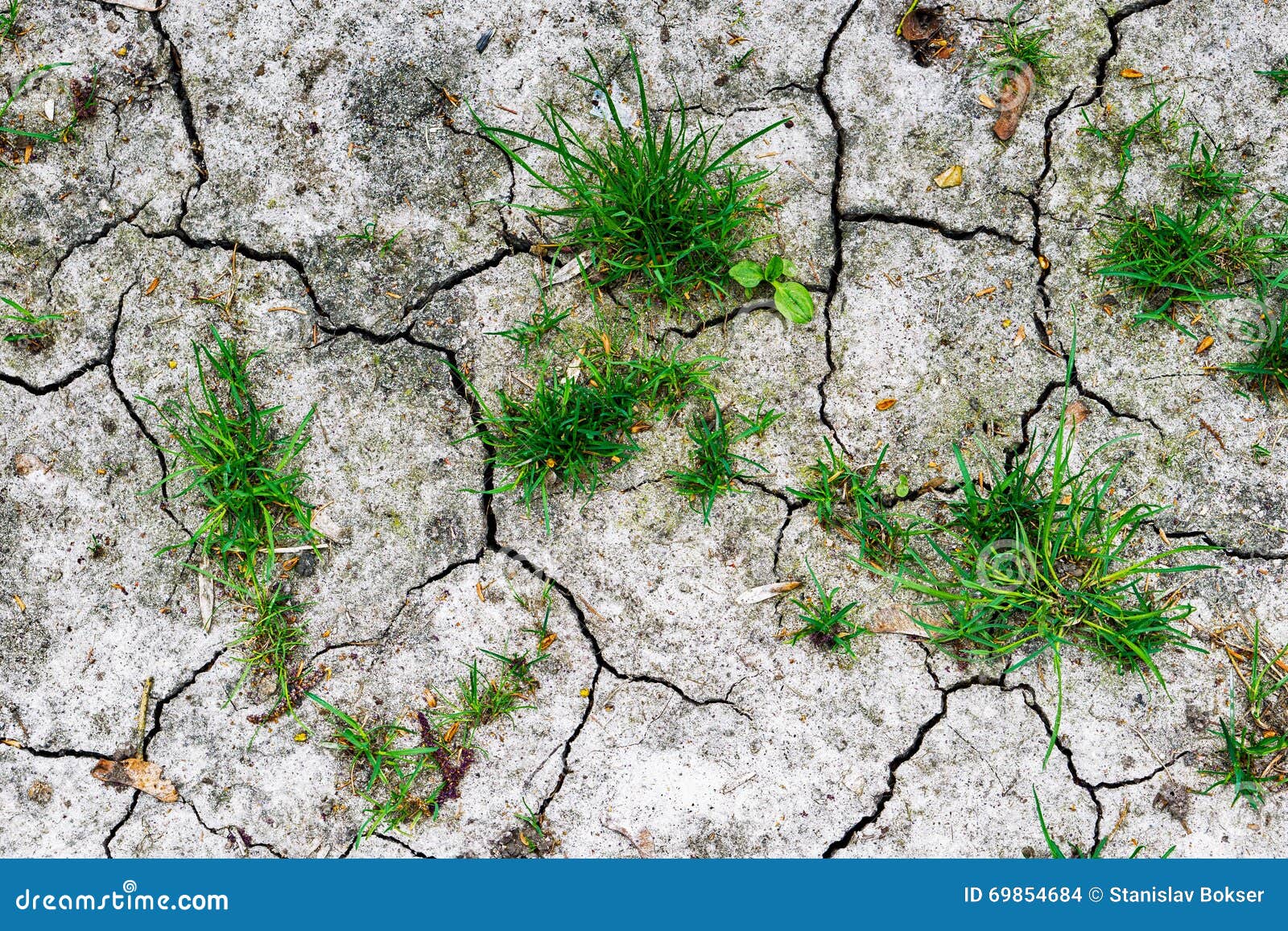 Texture of Grey Withered Earth with Cracks and Green Grass Stock Photo ...
