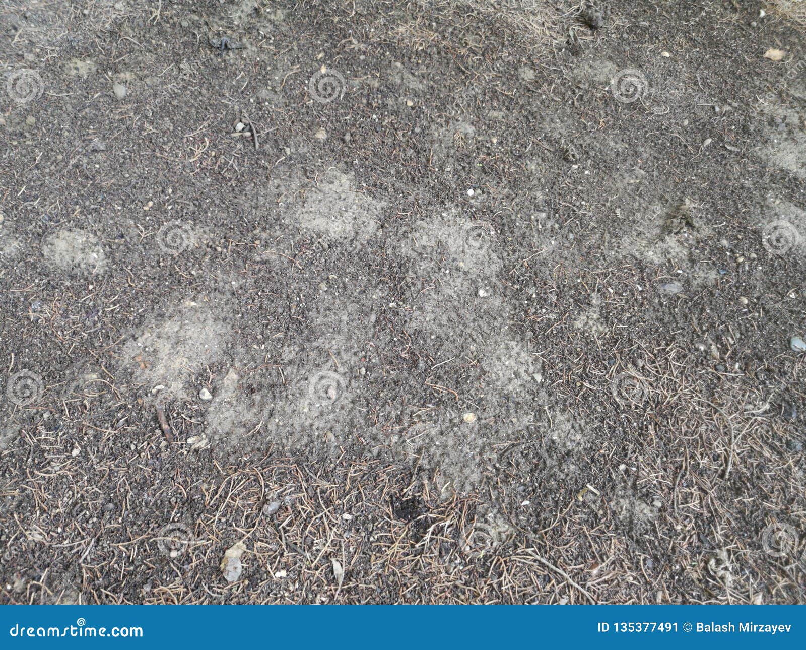 The Texture of the Ground. the Structure of the Soil Close-up. Dig the ...