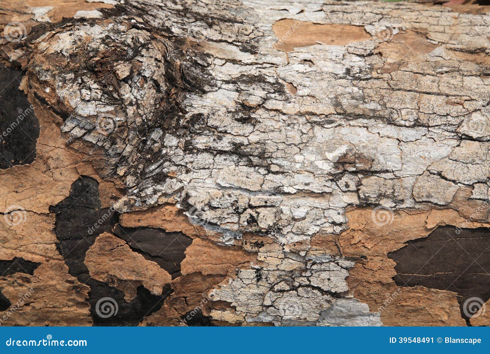 Texture of Grunge Dark Tree Bark Stock Image - Image of bark, abstract ...