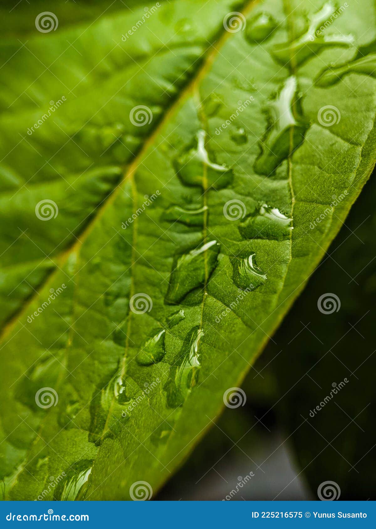 Texture of Guava Leaves and Water on it Stock Image - Image of green ...