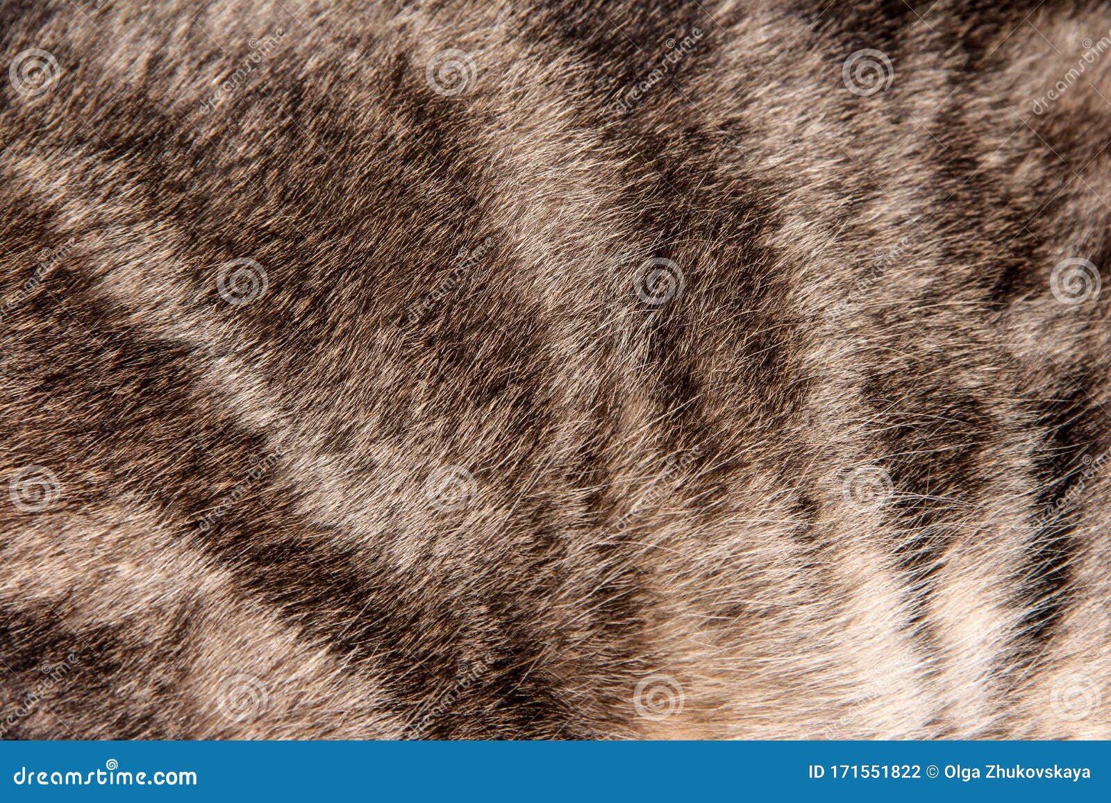 The Texture of the Hair Tabby Stock Photo - Image of nature, hair ...
