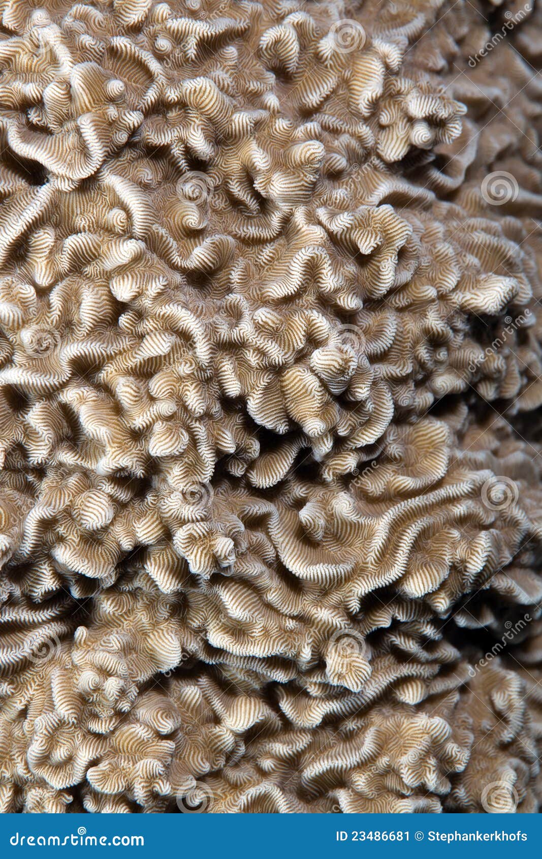 Texture of Hard Coral in the Red Sea. Stock Image - Image of atlantic ...