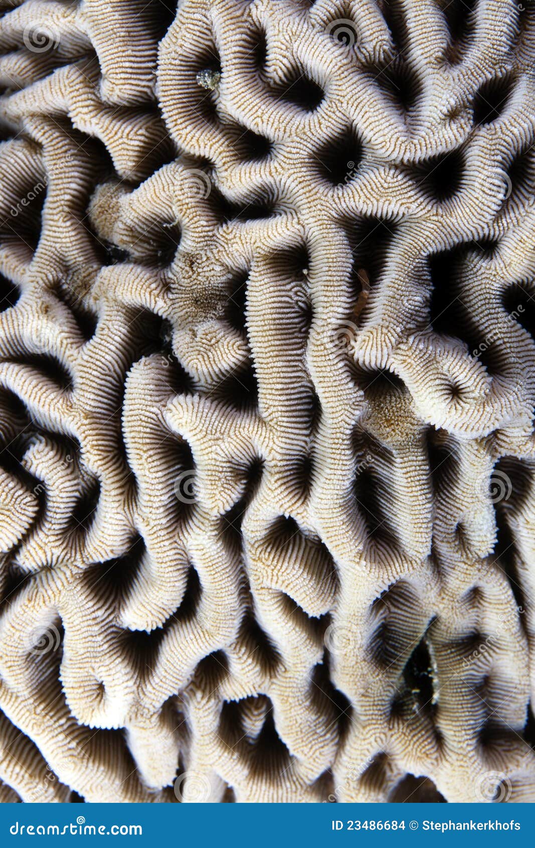 Texture of Hard Coral in the Red Sea. Stock Photo - Image of light ...