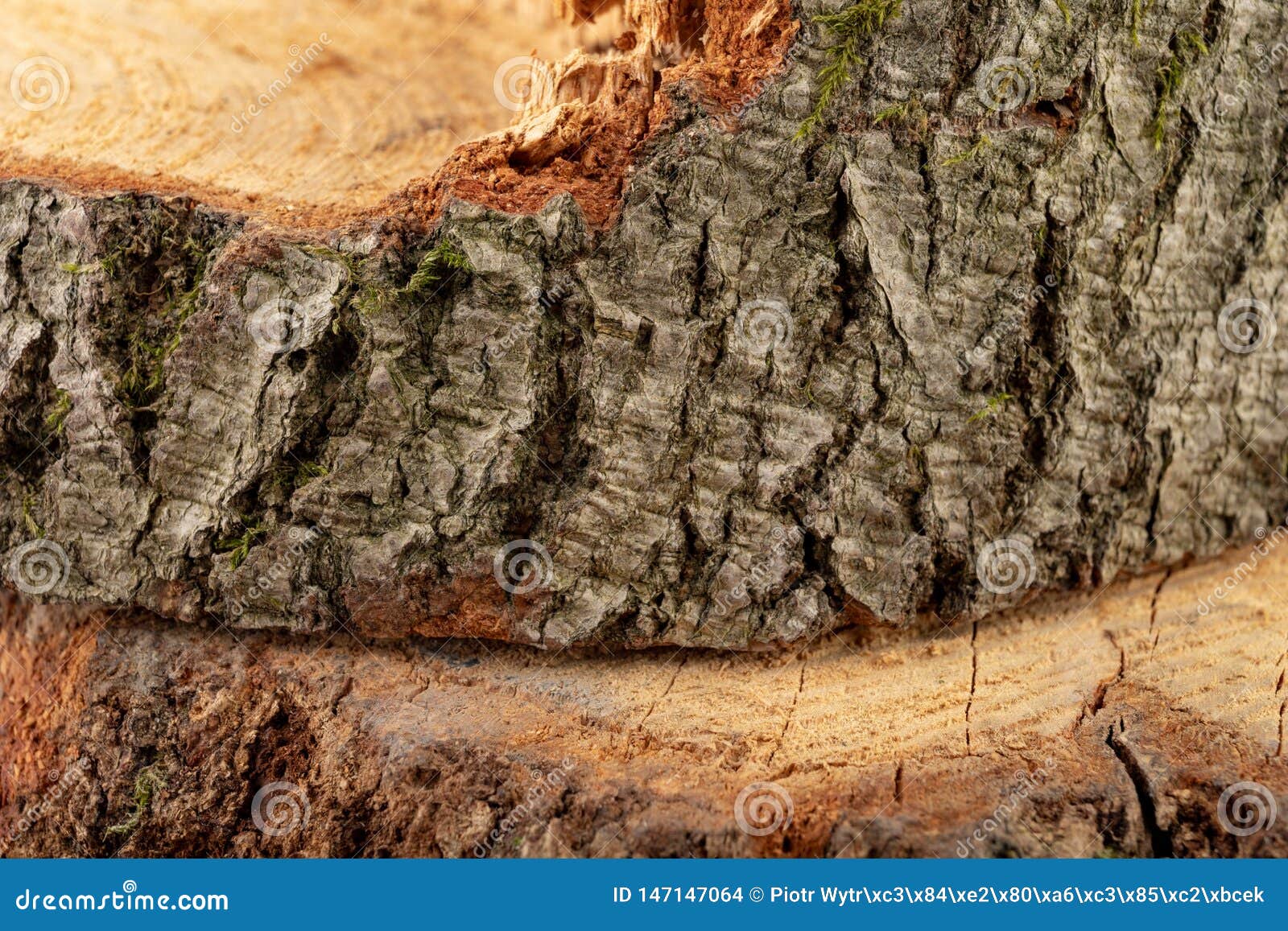 The Texture of Hardwood. Cross-section of a Beech Tree Trunk Stock ...