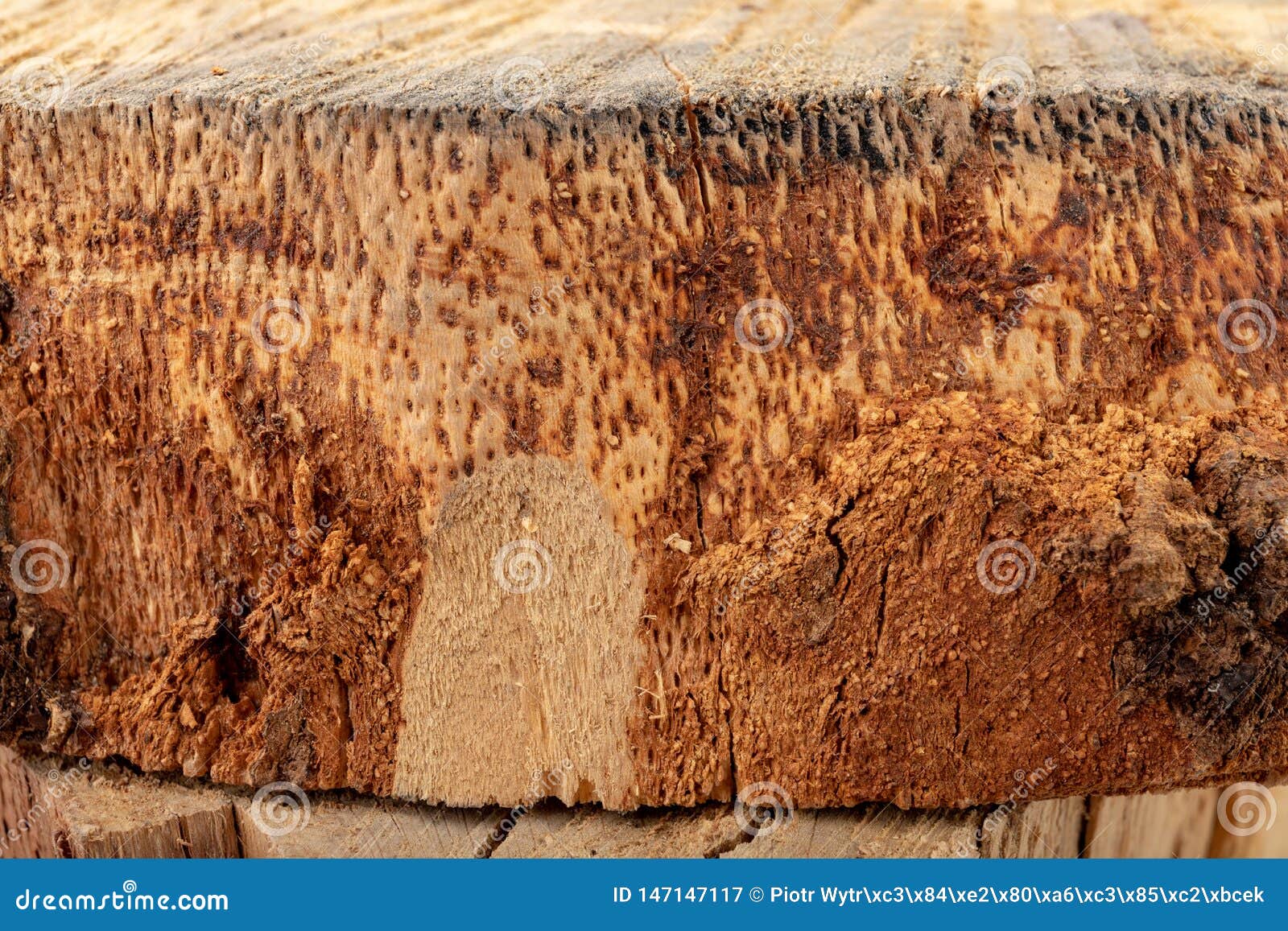 The Texture of Hardwood. Cross-section of a Beech Tree Trunk Stock ...