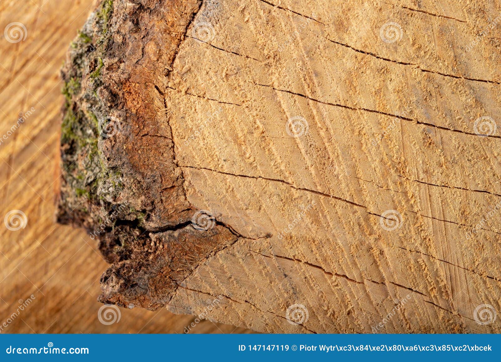 The Texture of Hardwood. Cross-section of a Beech Tree Trunk Stock ...