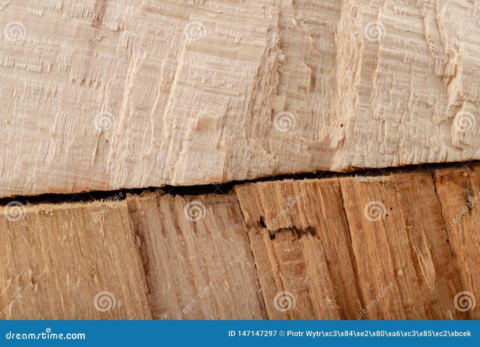 The Texture of Hardwood. Cross-section of a Beech Tree Trunk Stock ...