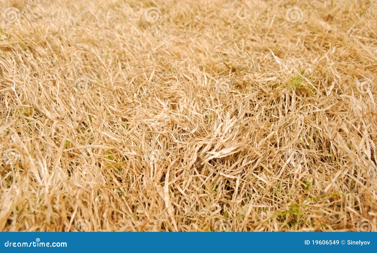 Texture of hay stock image. Image of natural, harvesting - 19606549