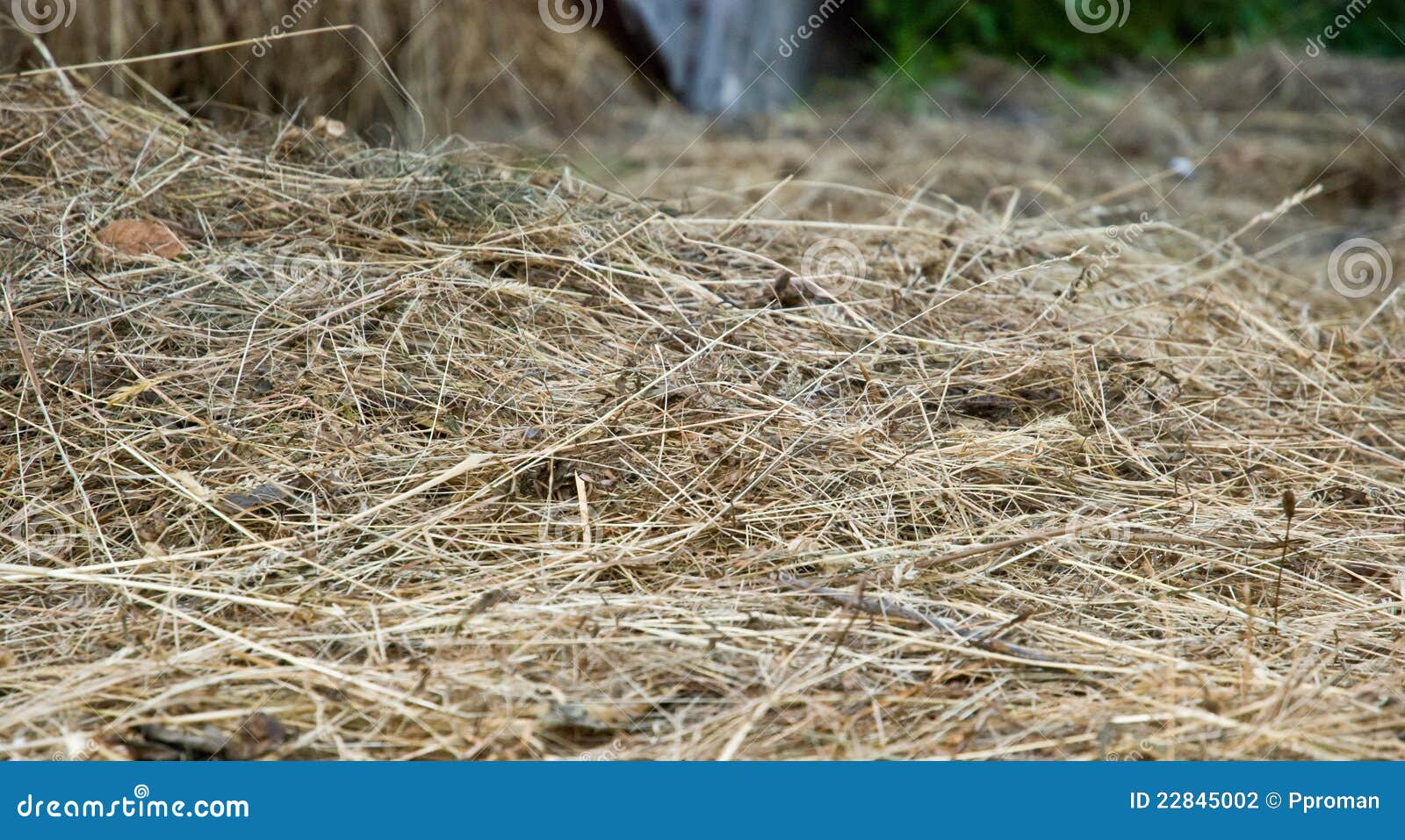 Texture of hay stock photo. Image of harvest, straw, rural - 22845002