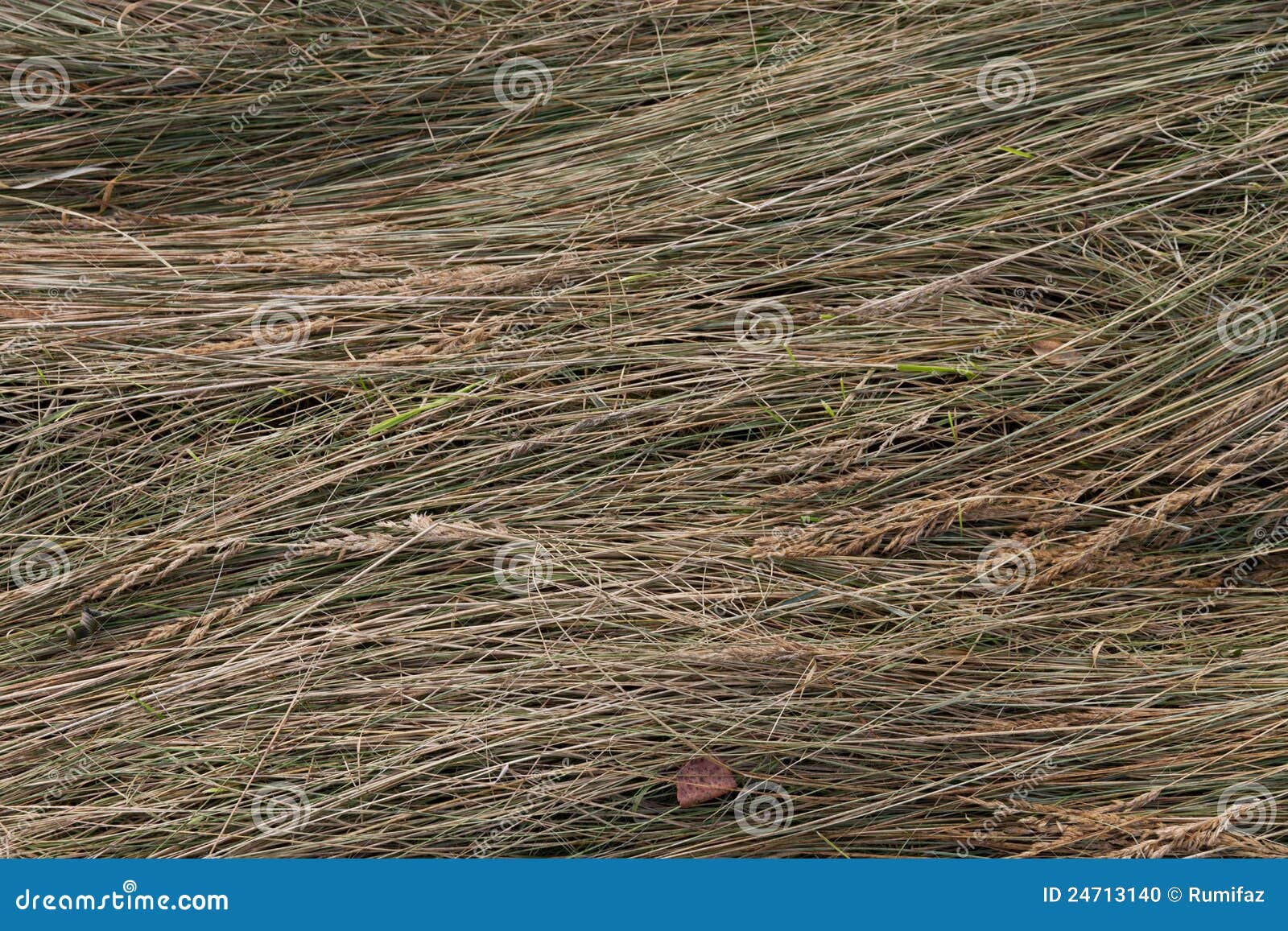 Texture of hay stock photo. Image of farm, background - 24713140