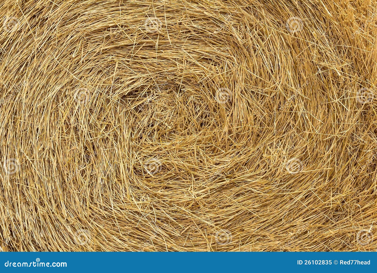 The texture of hay stock image. Image of textured, thrashing - 26102835