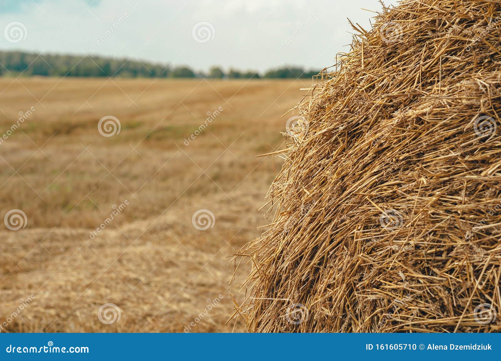 Texture of Hay, on a Background, Blue Sky Stock Photo - Image of ...