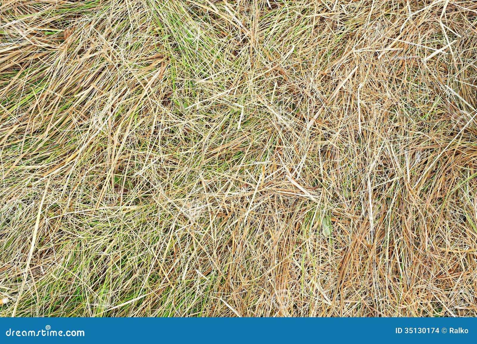 Texture of hay stock photo. Image of farm, field, natural - 35130174