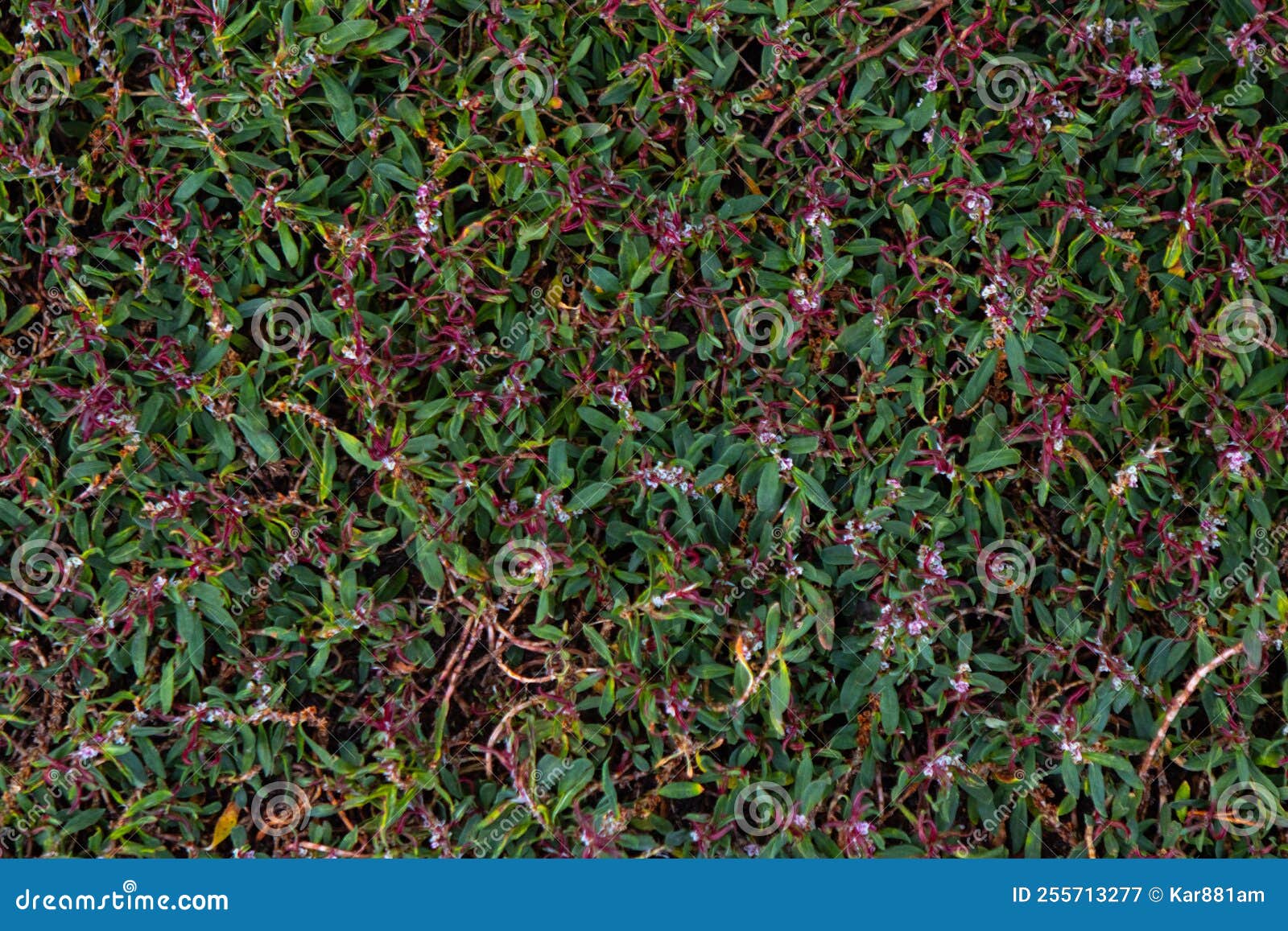 Texture Herbe Surface Gazeuse Transparente Image stock - Image du ...