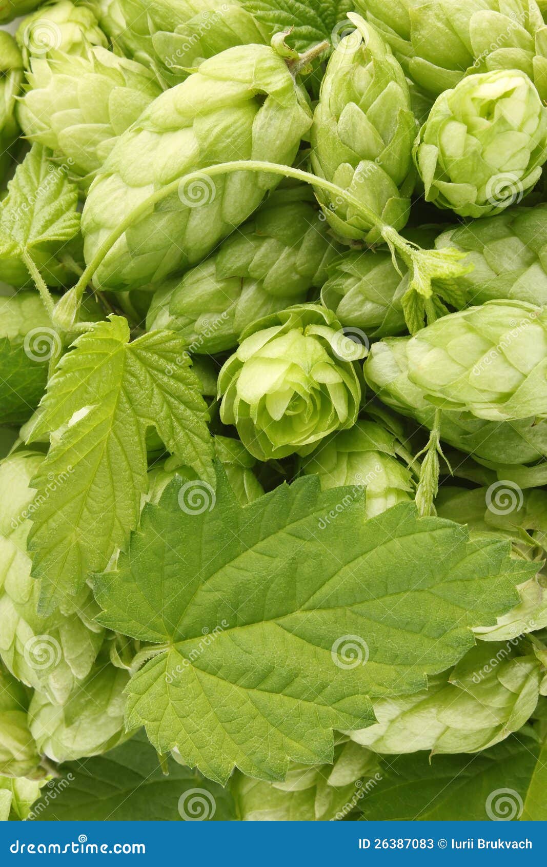 Texture hop stock image. Image of flora, twig, aromatic - 26387083
